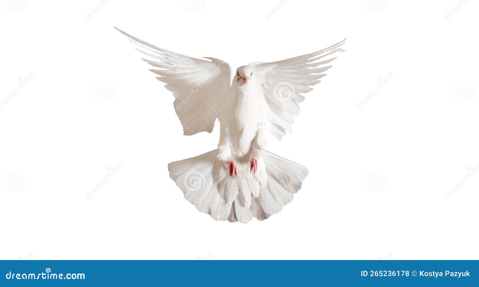 Pomba Branca Voando Isolada Em Branco Foto de Stock - Imagem de pombo ...