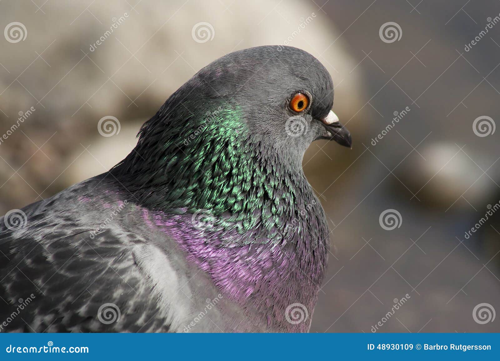 Pomba comum imagem de stock. Imagem de pombos, brilhos - 48930109