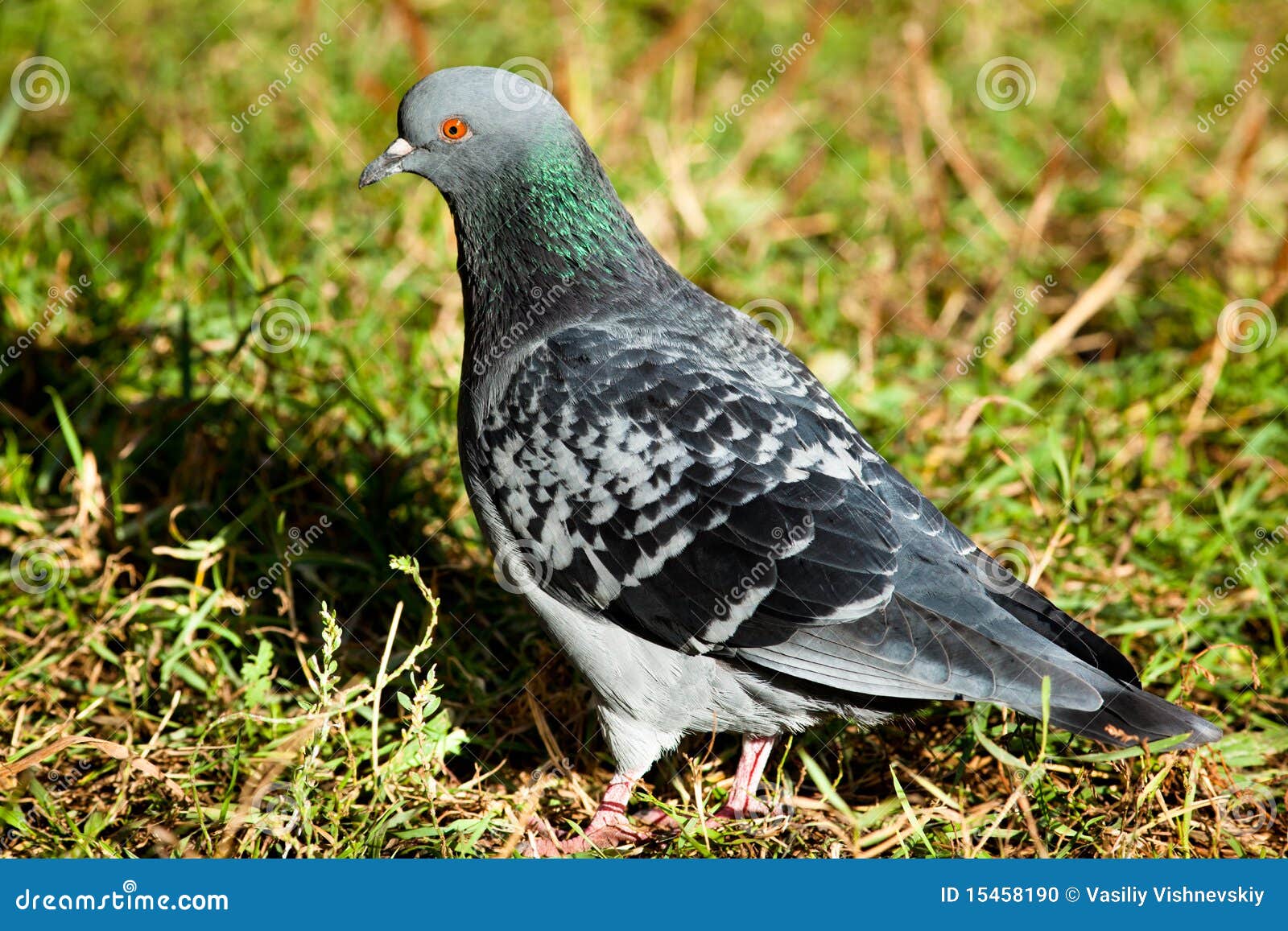 Pomba Da Rocha, Pombo, Columba Livia Foto de Stock - Imagem de habitat ...
