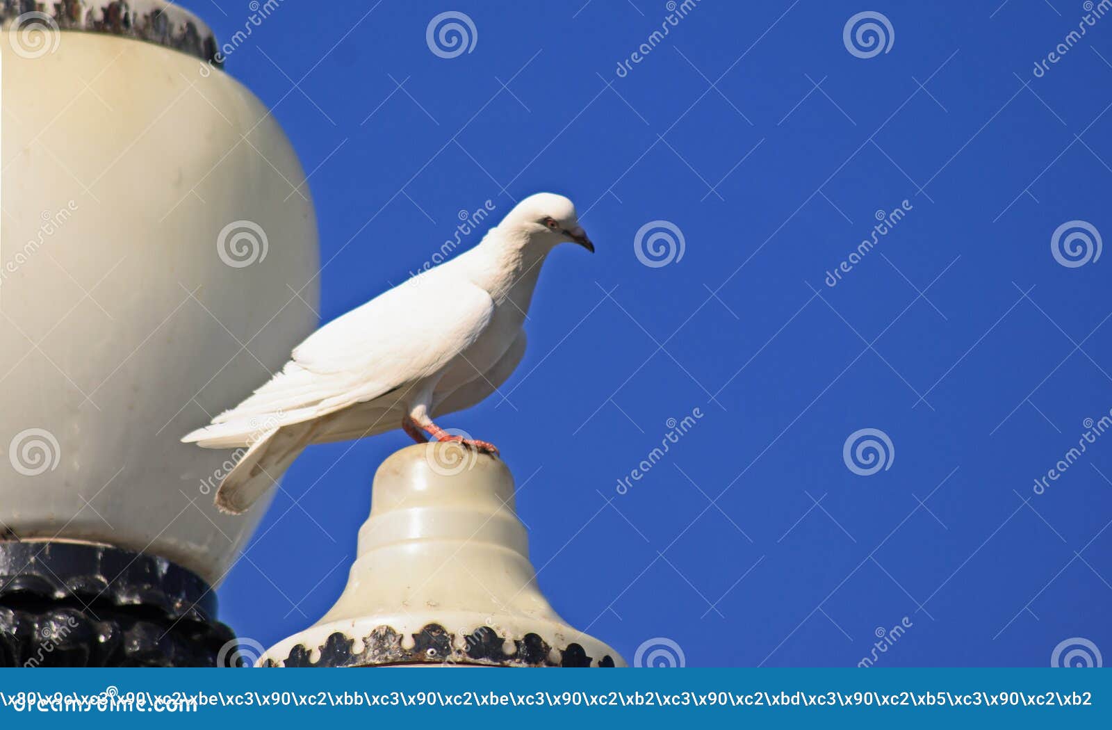 Pomba do branco imagem de stock. Imagem de nave, pombo - 10756021