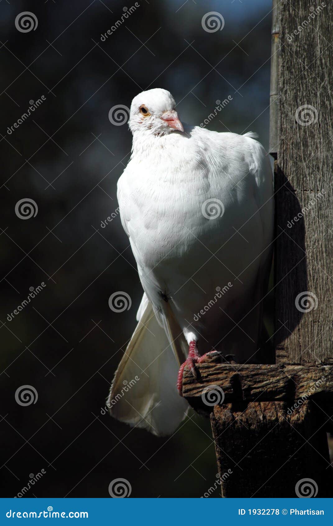 Pomba do branco foto de stock. Imagem de mosca, branco - 1932278
