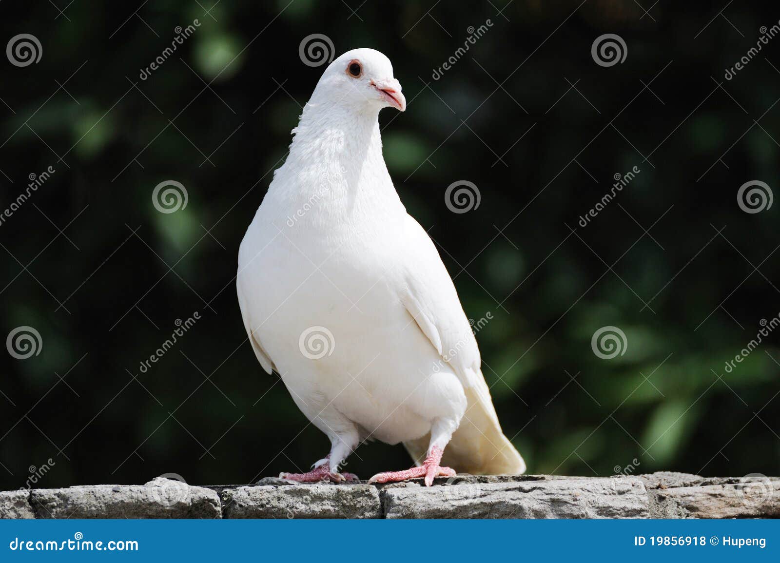 Pomba do branco foto de stock. Imagem de asas, espiritual - 19856918