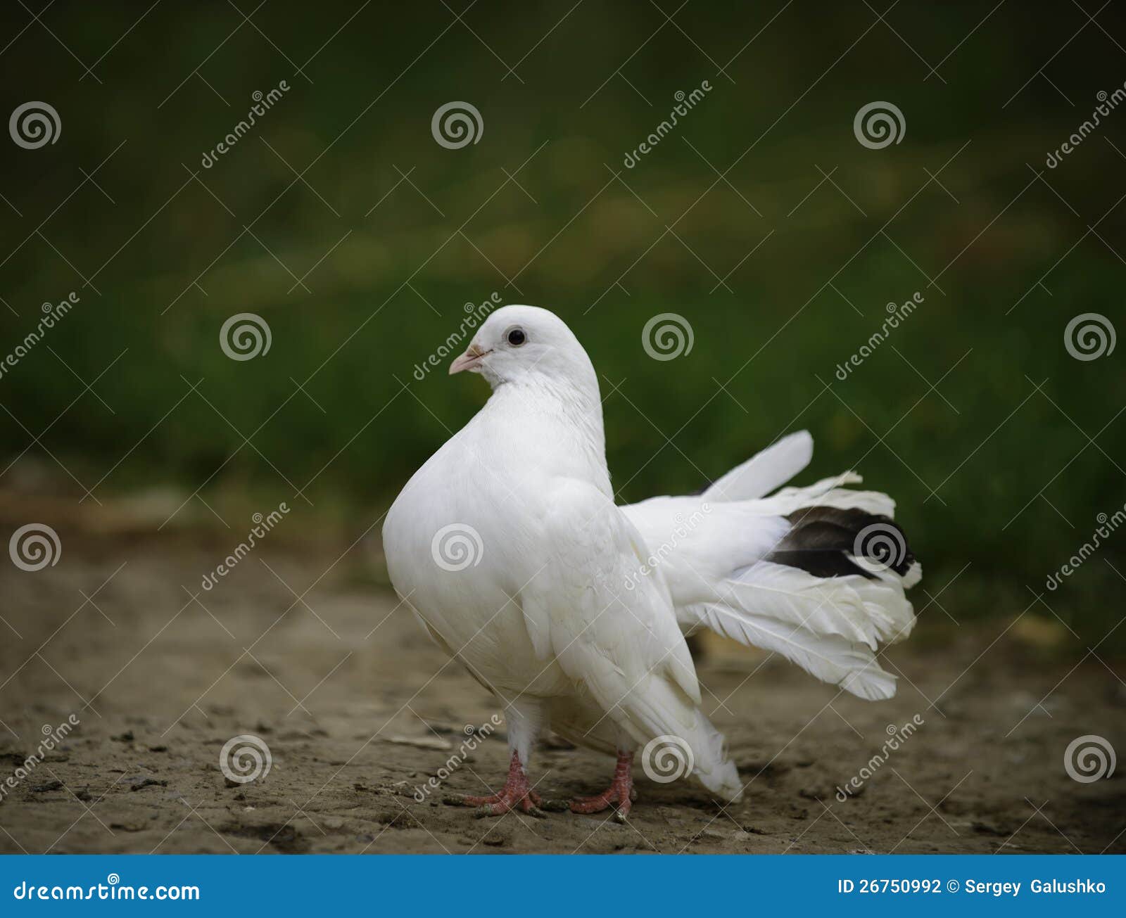 Pomba do branco foto de stock. Imagem de pena, branco - 26750992