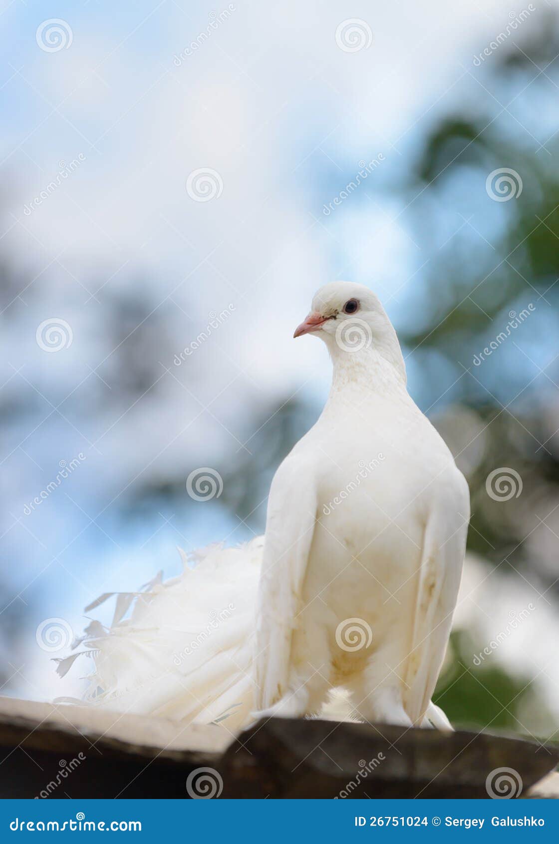 Pomba do branco foto de stock. Imagem de pombo, amor - 26751024