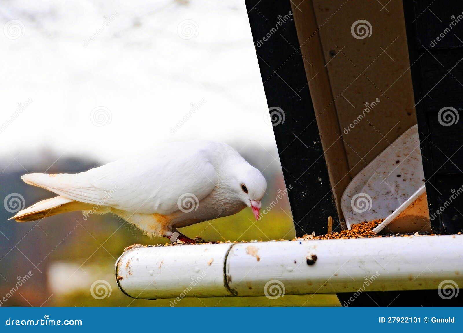 Pomba do branco imagem de stock. Imagem de livre, puro - 27922101