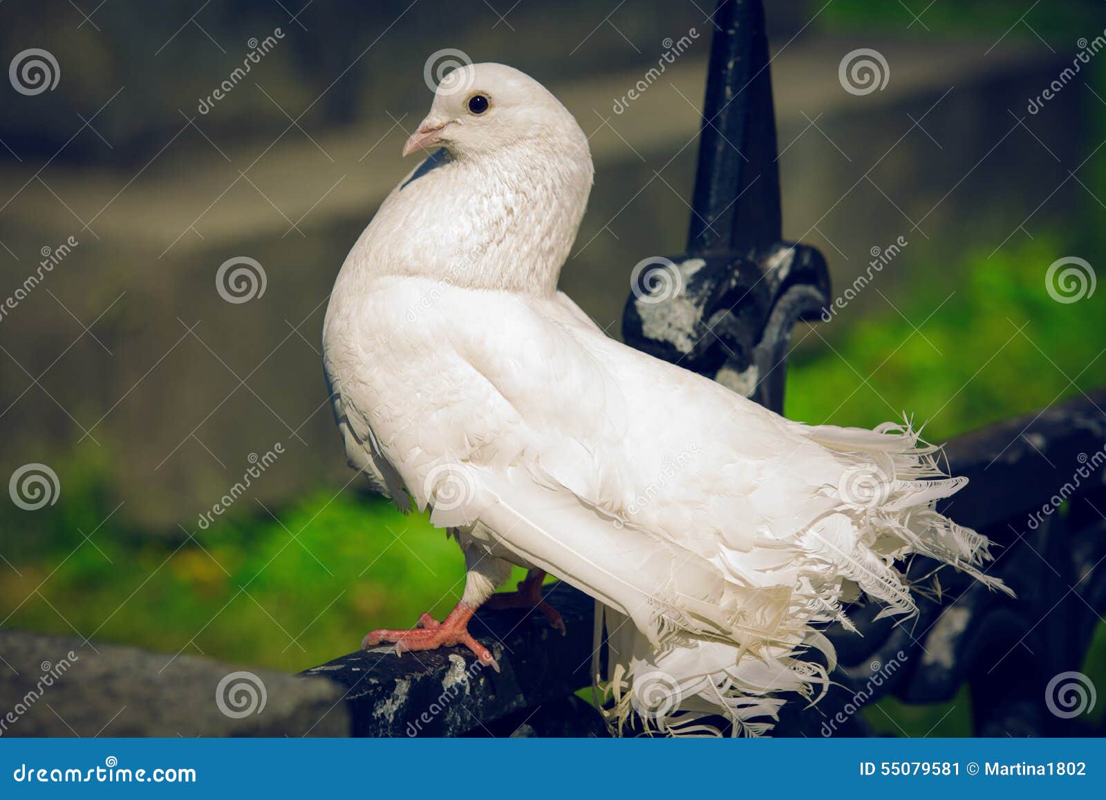 Pomba do branco imagem de stock. Imagem de bico, cauda - 55079581