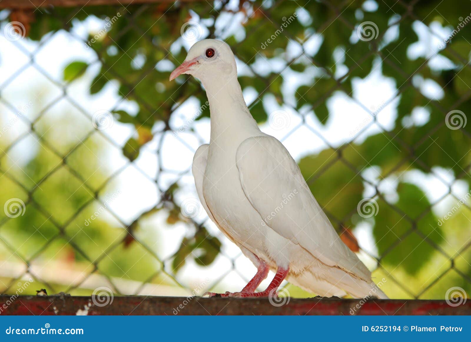 Pomba do branco foto de stock. Imagem de vôo, harmonia - 6252194