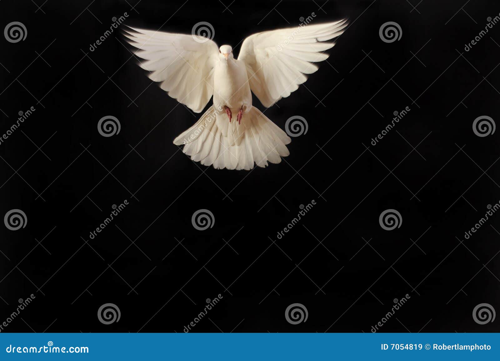 Pomba do branco imagem de stock. Imagem de isolado, pomba - 7054819