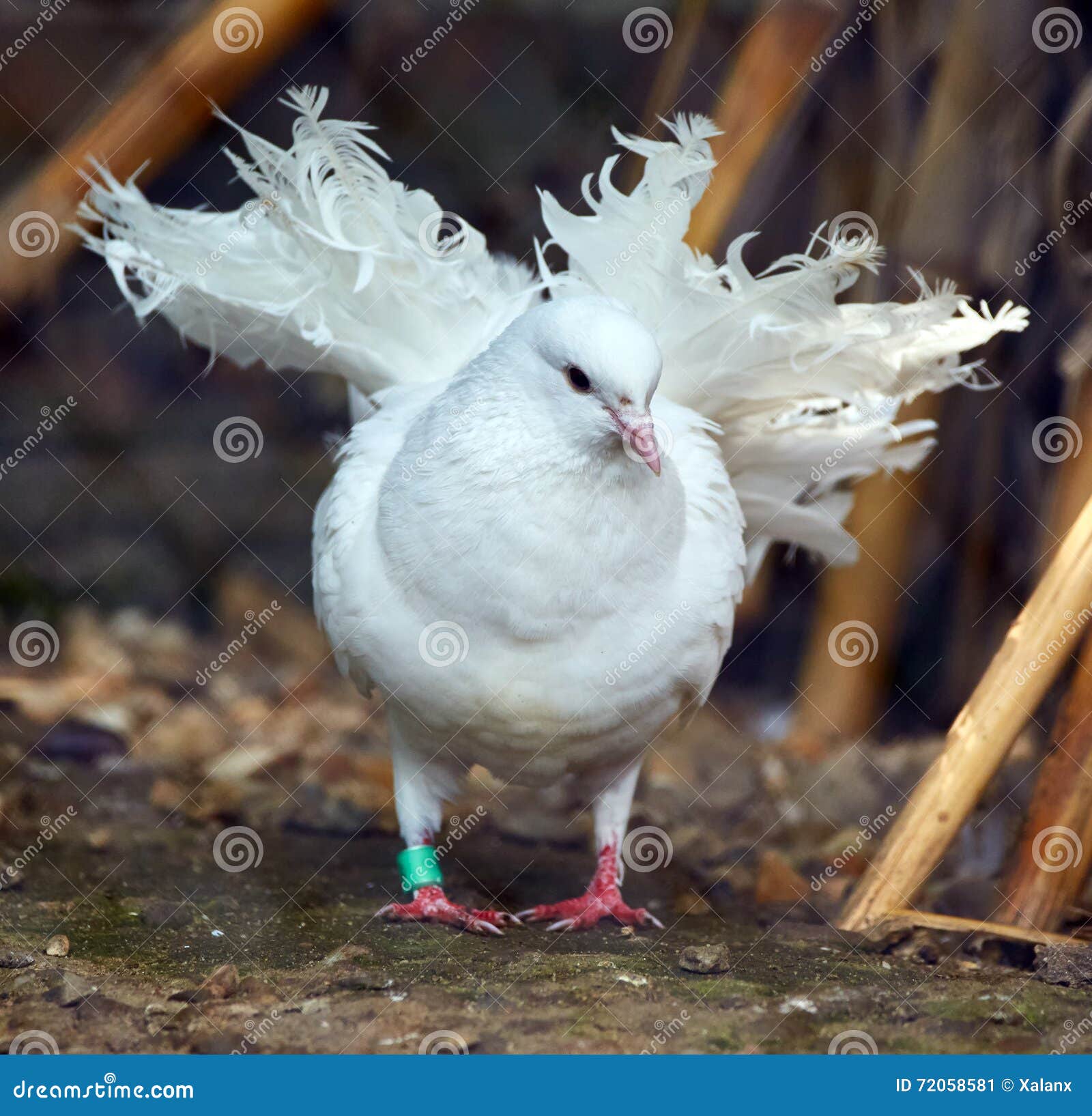 Pomba do branco exterior imagem de stock. Imagem de animal - 72058581