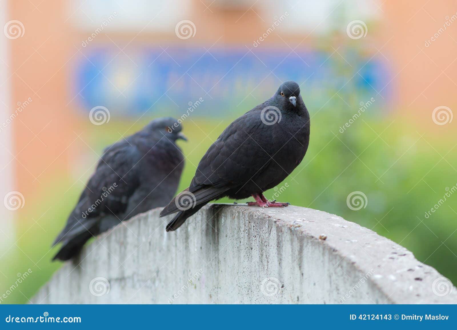 Pomba dois preta imagem de stock. Imagem de pena, exterior - 42124143