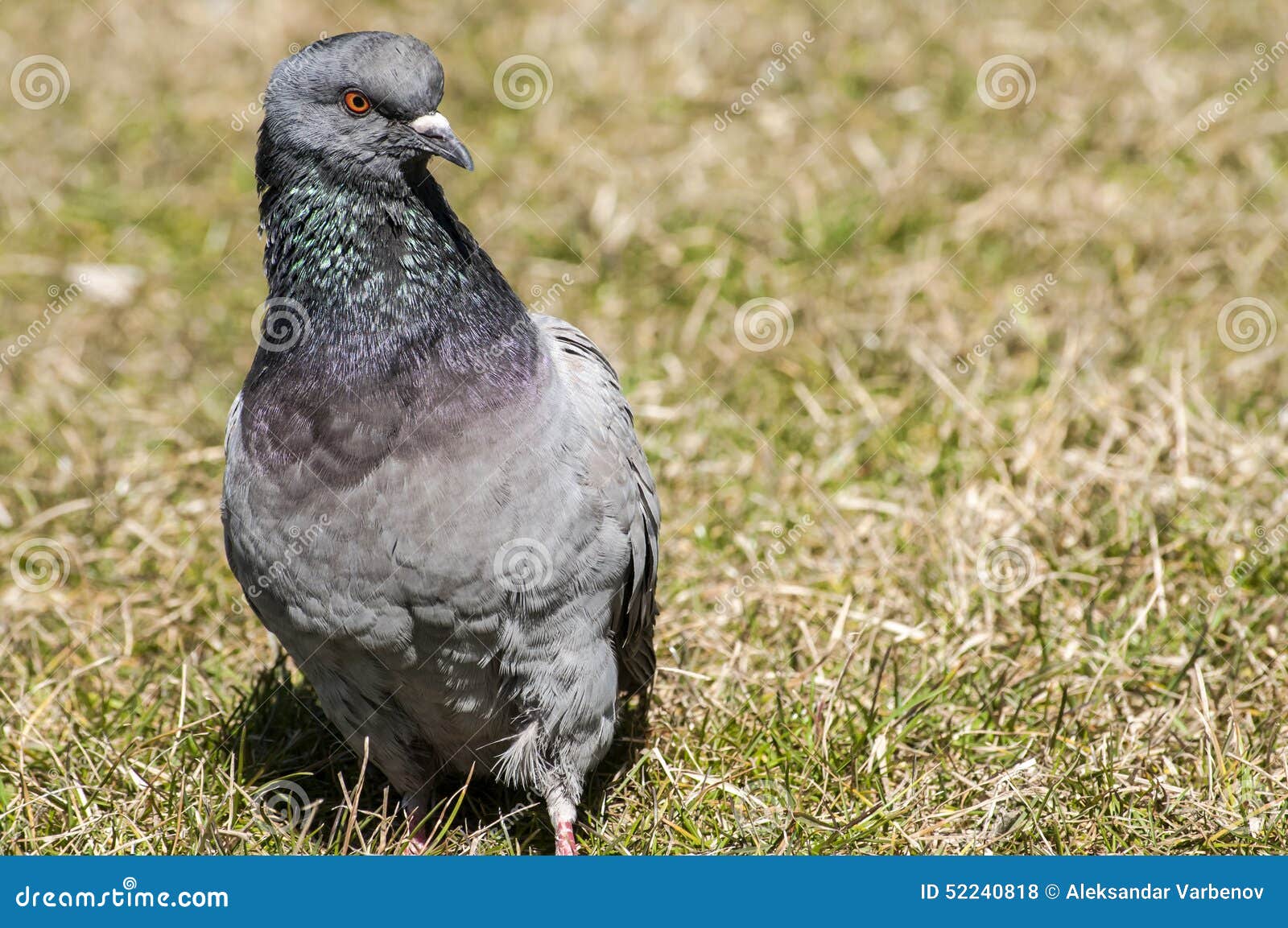 Pomba Feroz Do Pombo Da Rocha Foto de Stock - Imagem de selvagem, rocha ...