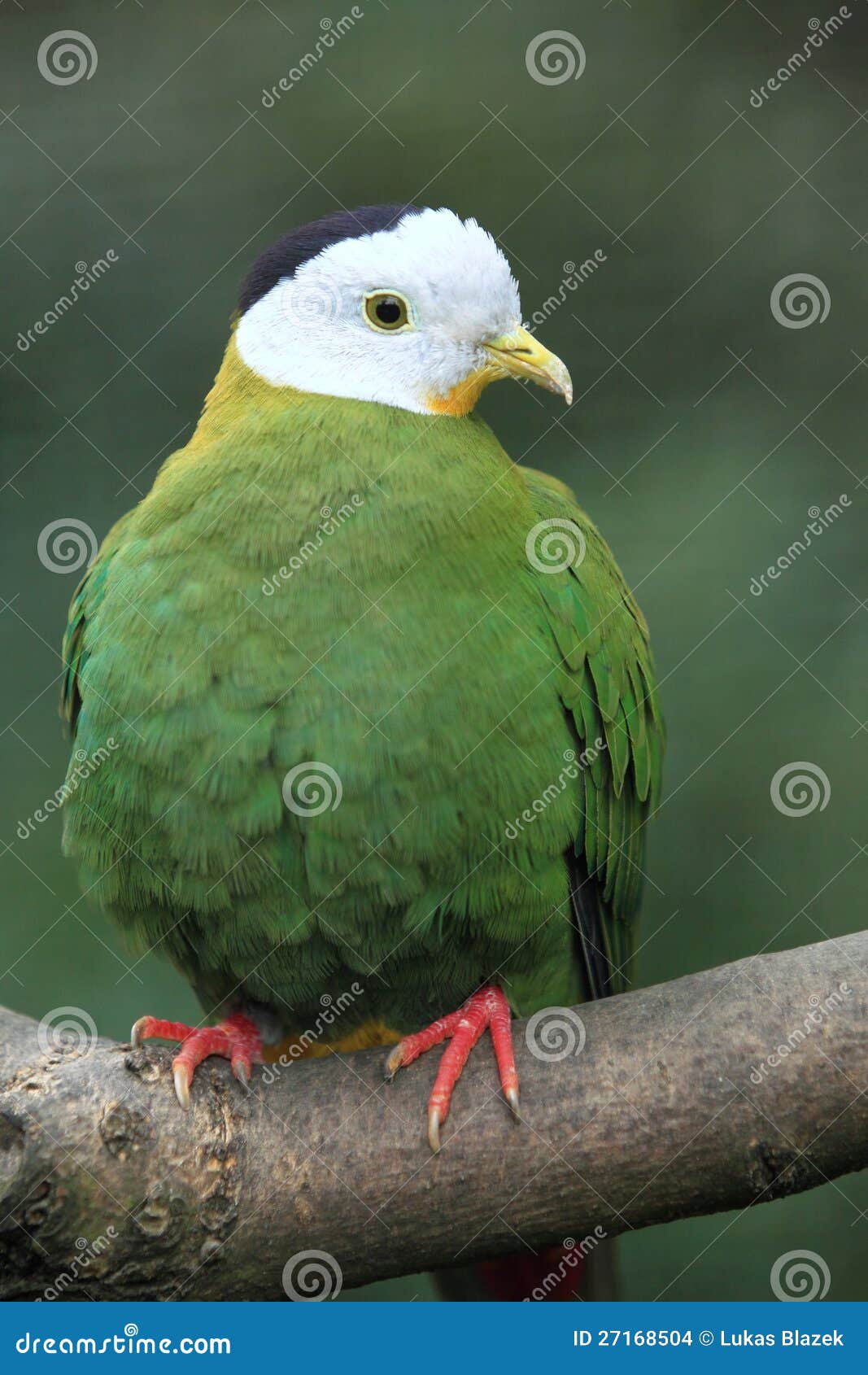 Pomba Preta-naped da fruta foto de stock. Imagem de nave - 27168504