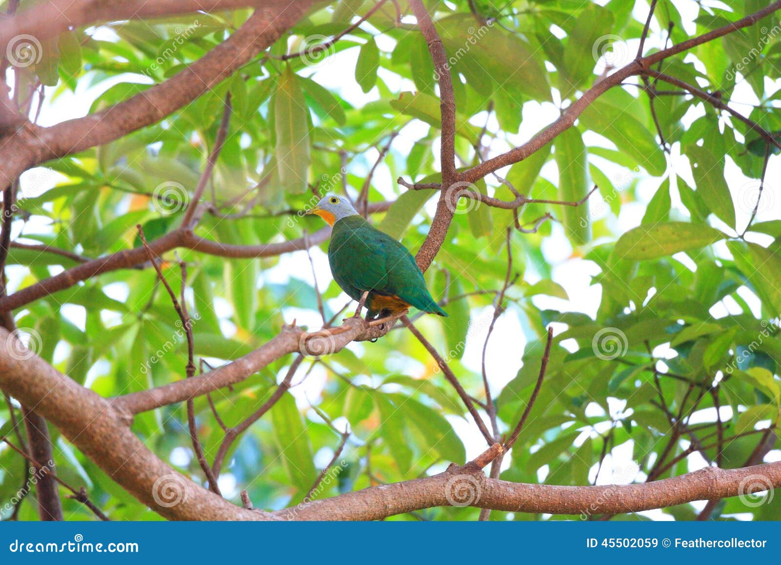 Pomba Preta-naped da fruta imagem de stock. Imagem de fruta - 45502059