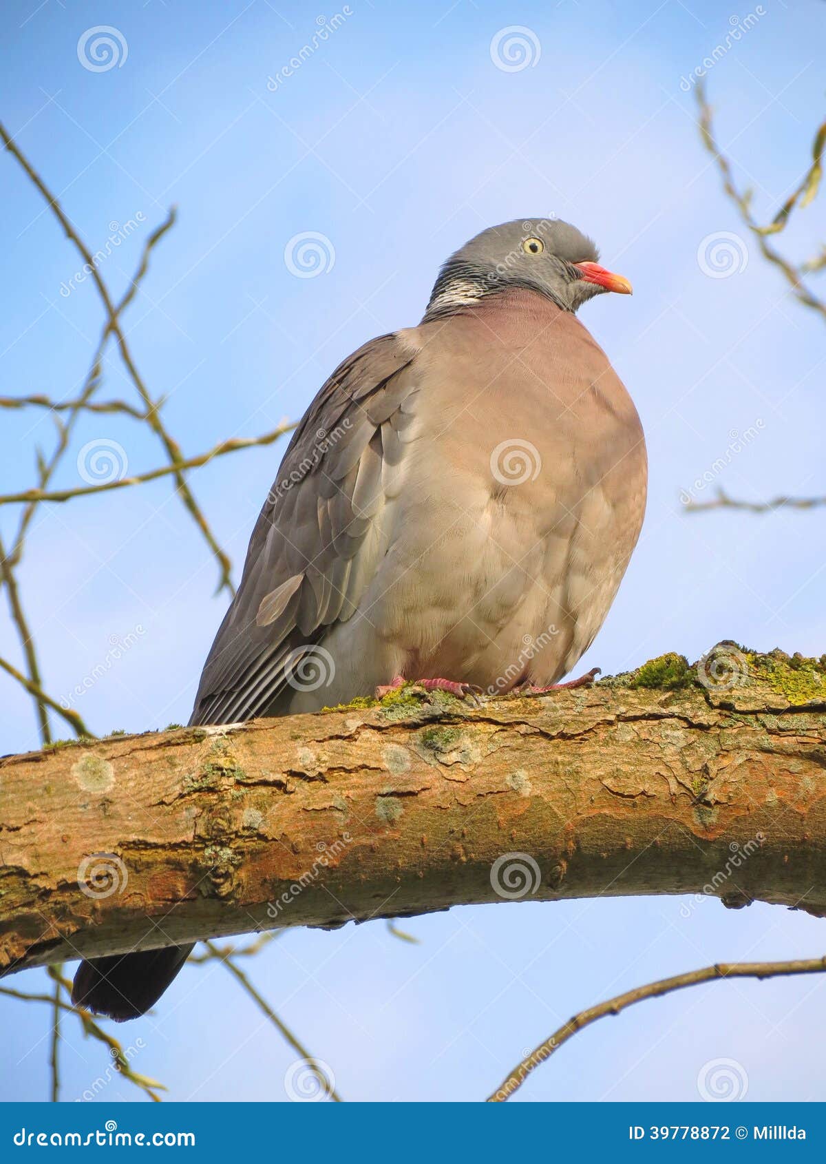 Pomba selvagem foto de stock. Imagem de exterior, asas - 39778872