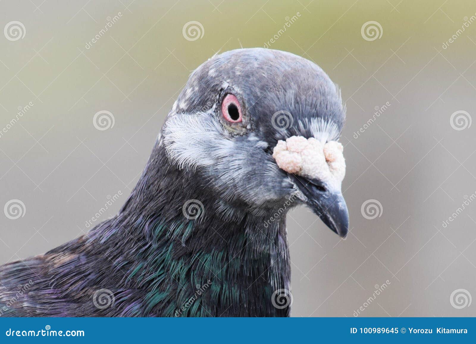 Pombo imagem de stock. Imagem de ambiental, selvagem - 100989645