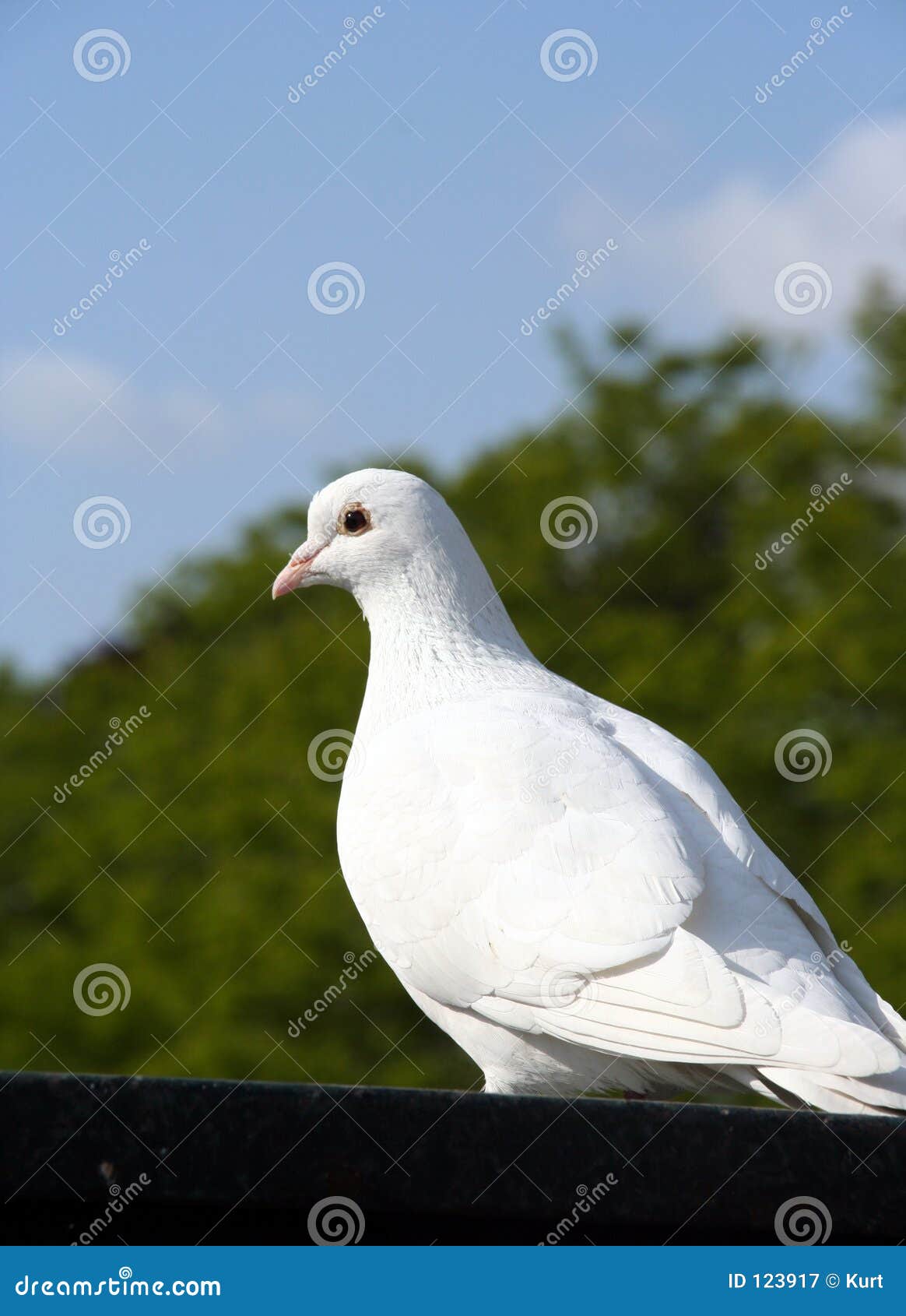 Pombo imagem de stock. Imagem de animal, pombo, mensageiro - 123917