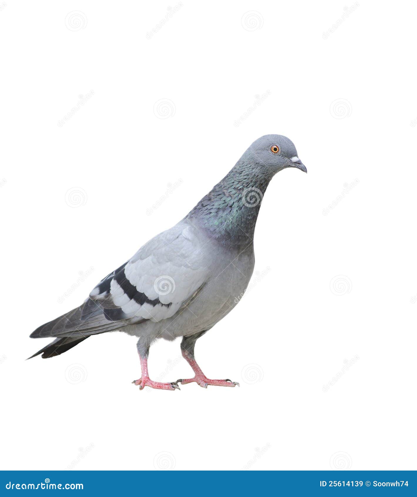 Pombo imagem de stock. Imagem de bonito, pequeno, fêmea - 25614139