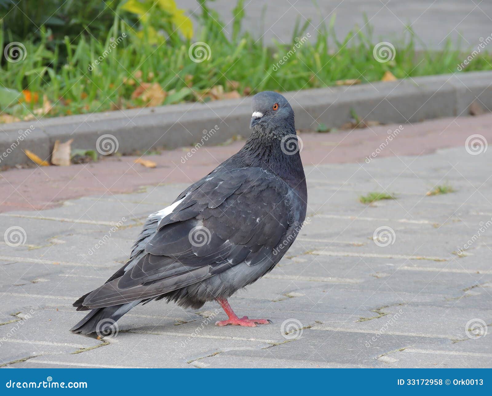 Pombo foto de stock. Imagem de pombos, pena, wildlife - 33172958
