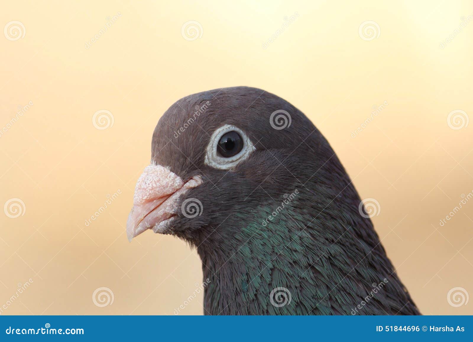 Pombo foto de stock. Imagem de fundo, focalizado, pombo - 51844696