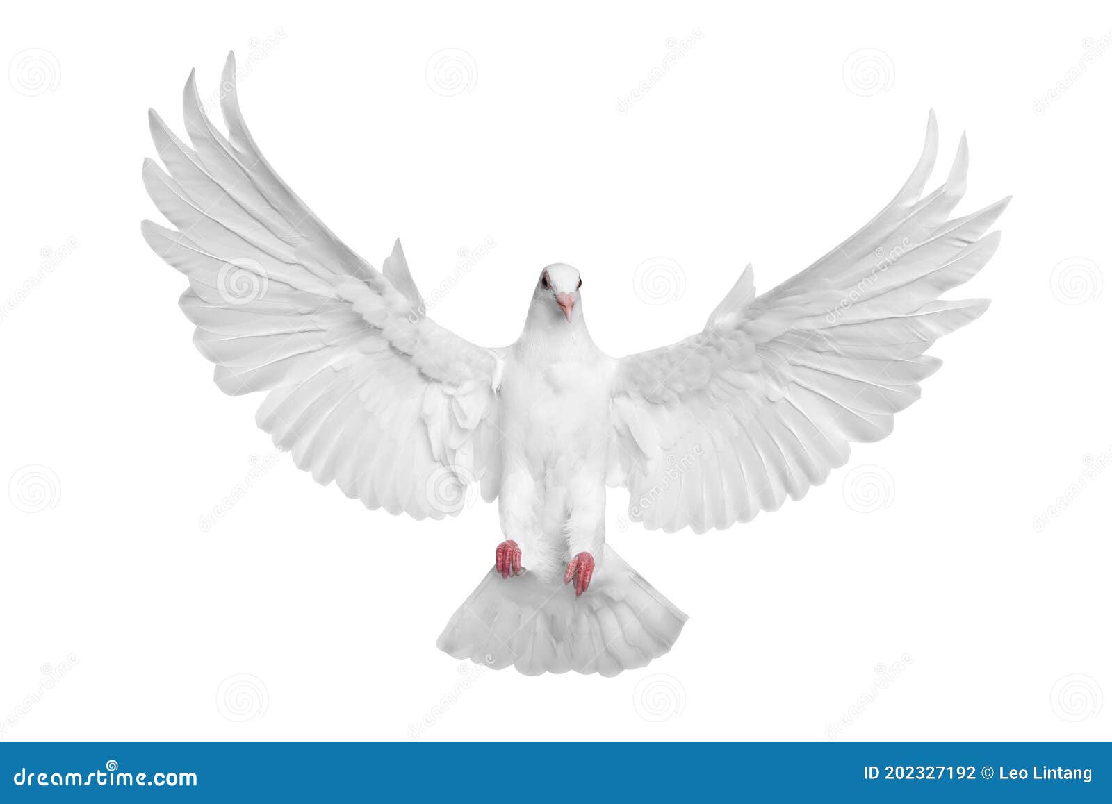 Pombo branco voando foto de stock. Imagem de pomba, selvagem - 202327192