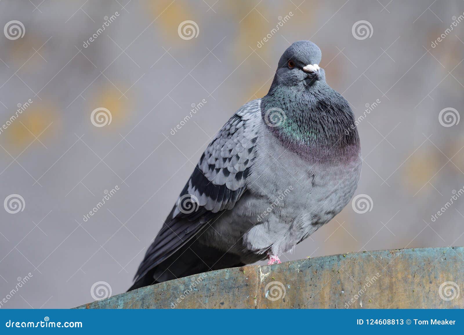 Pombo comum Columba Livia imagem de stock. Imagem de beleza - 124608813