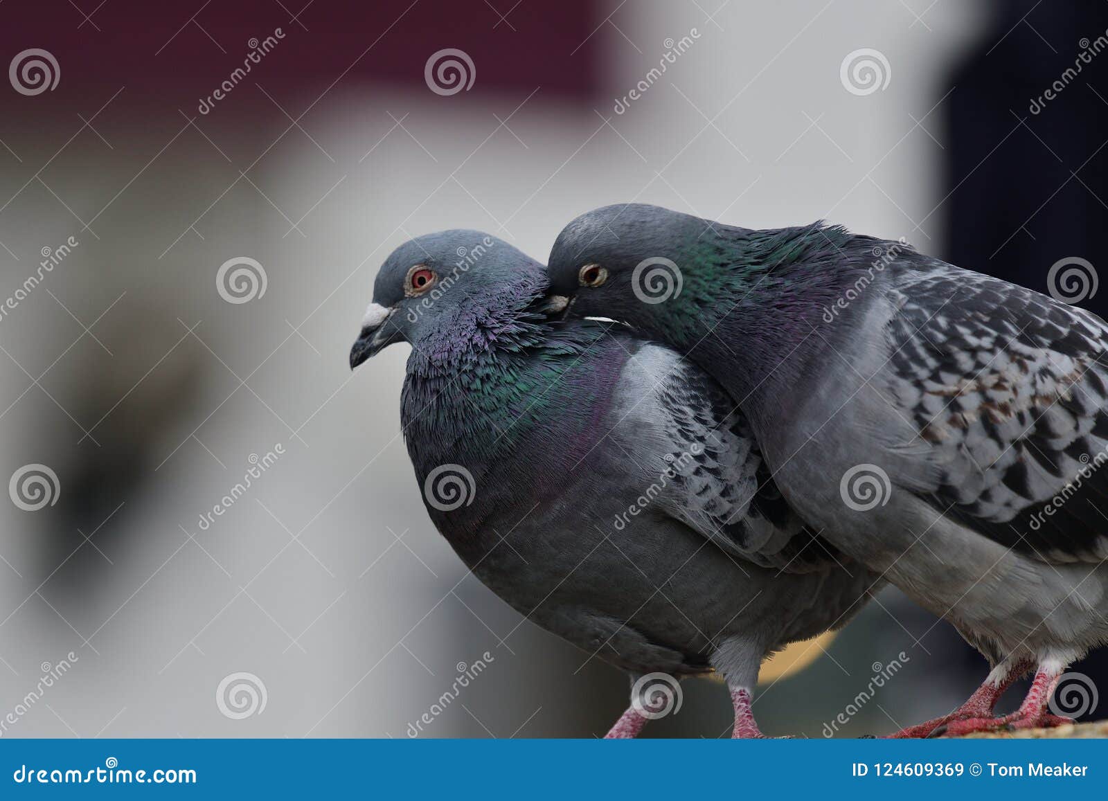 Pombo comum Columba Livia imagem de stock. Imagem de livia - 124609369