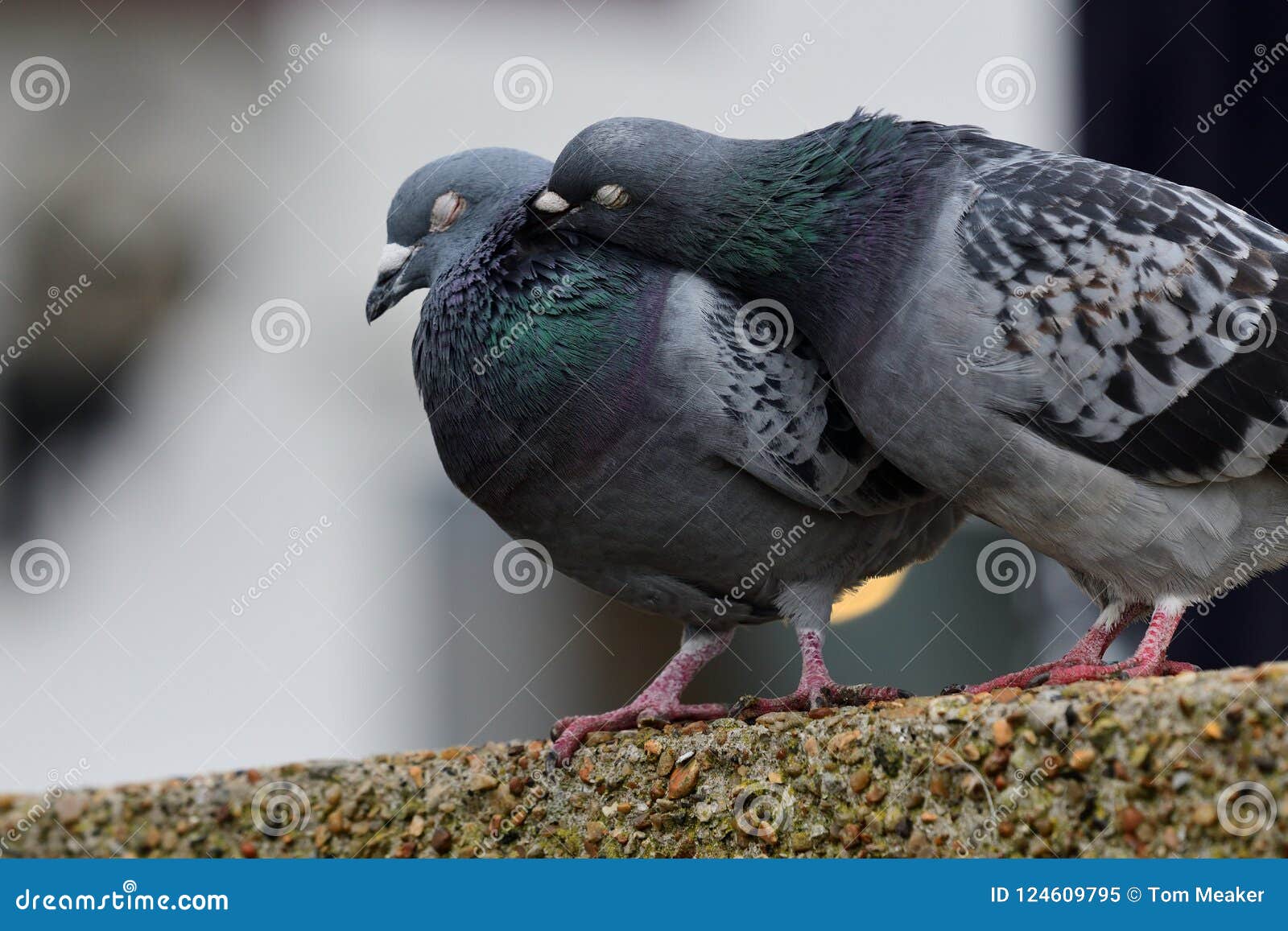 Pombo comum Columba Livia imagem de stock. Imagem de ornitologia ...