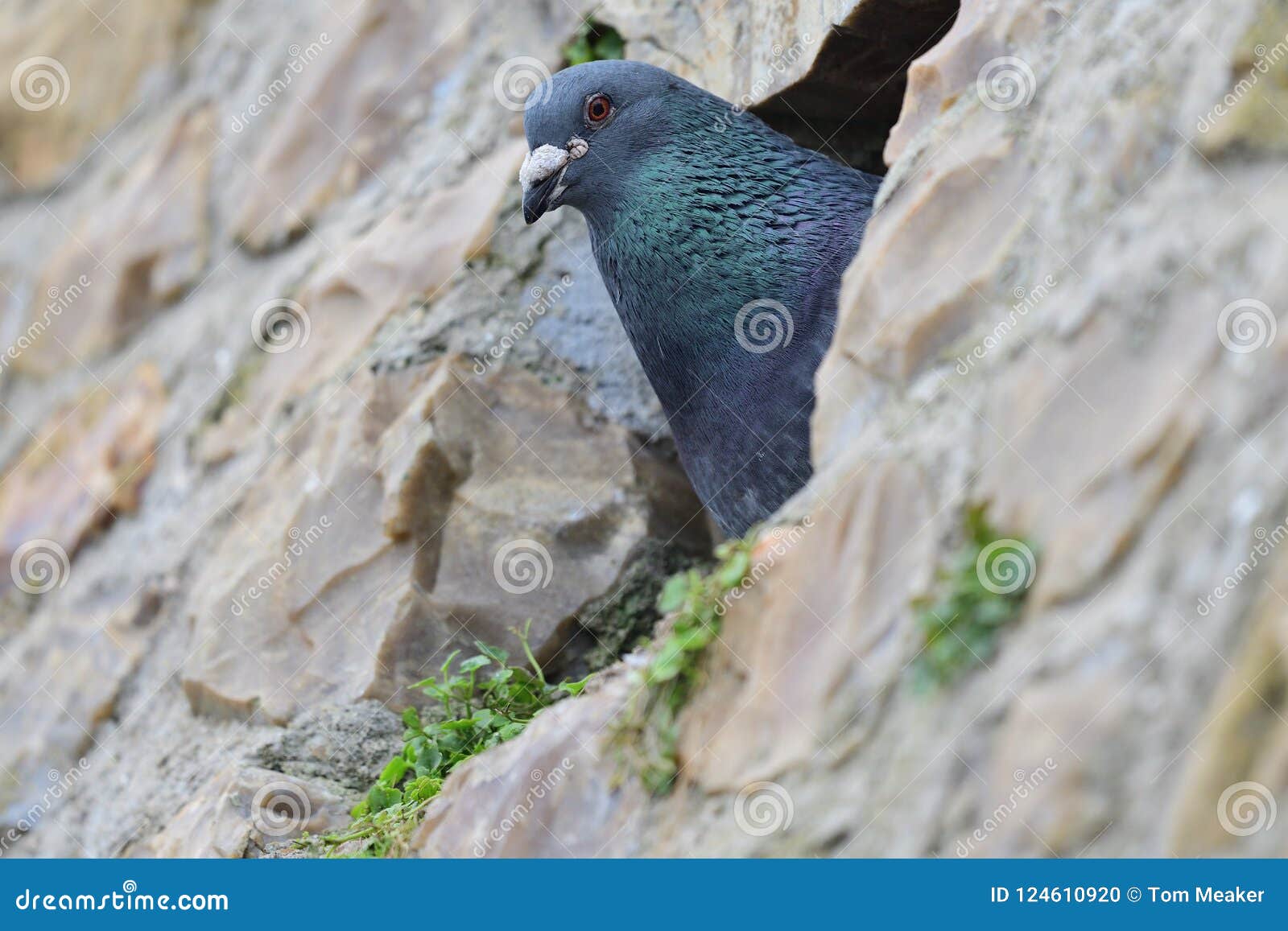 Pombo comum Columba Livia foto de stock. Imagem de naughty - 124610920