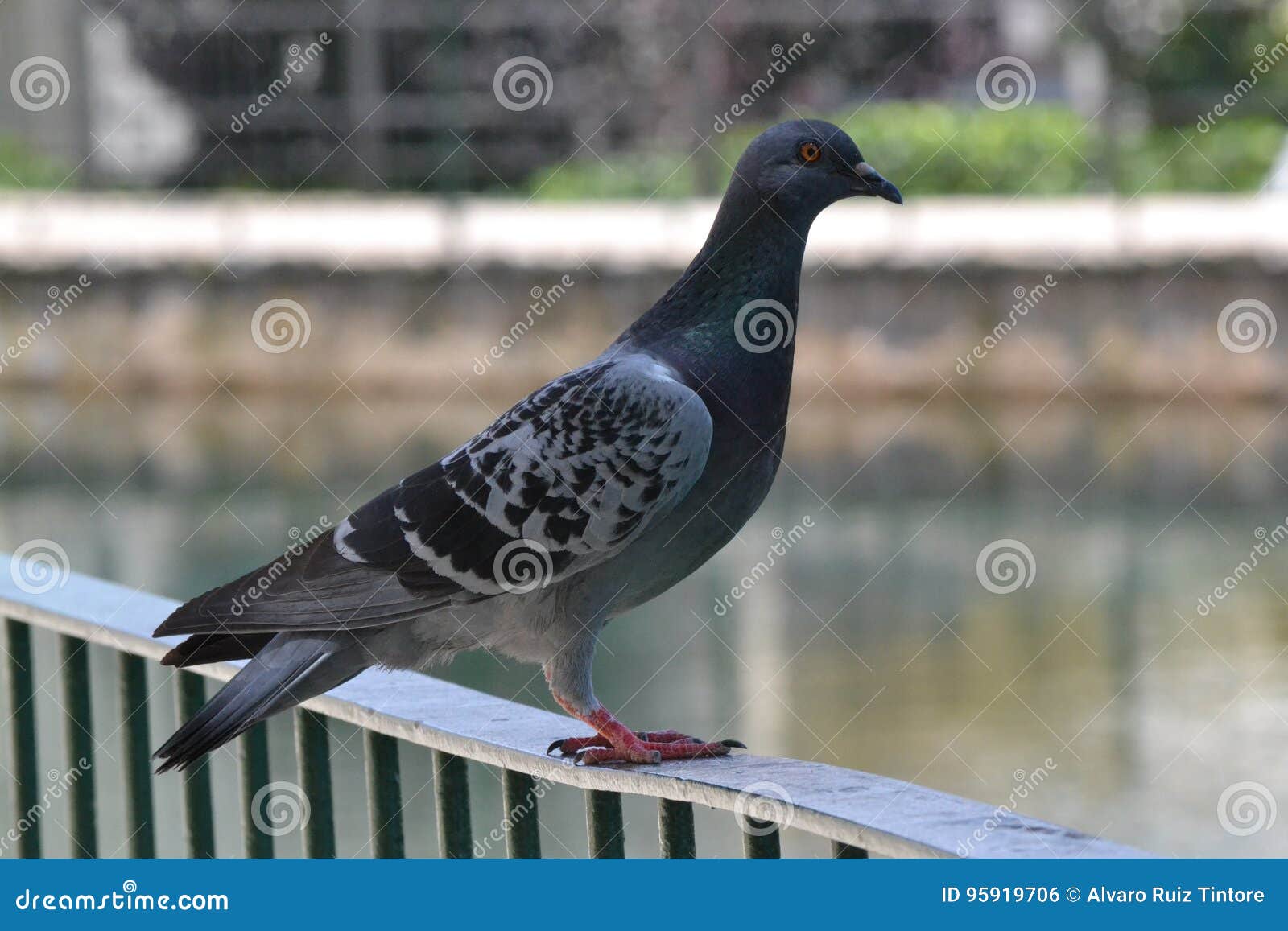 Pombo Comum & X28; Palumba& X29 Do Columba; Foto de Stock - Imagem de ...