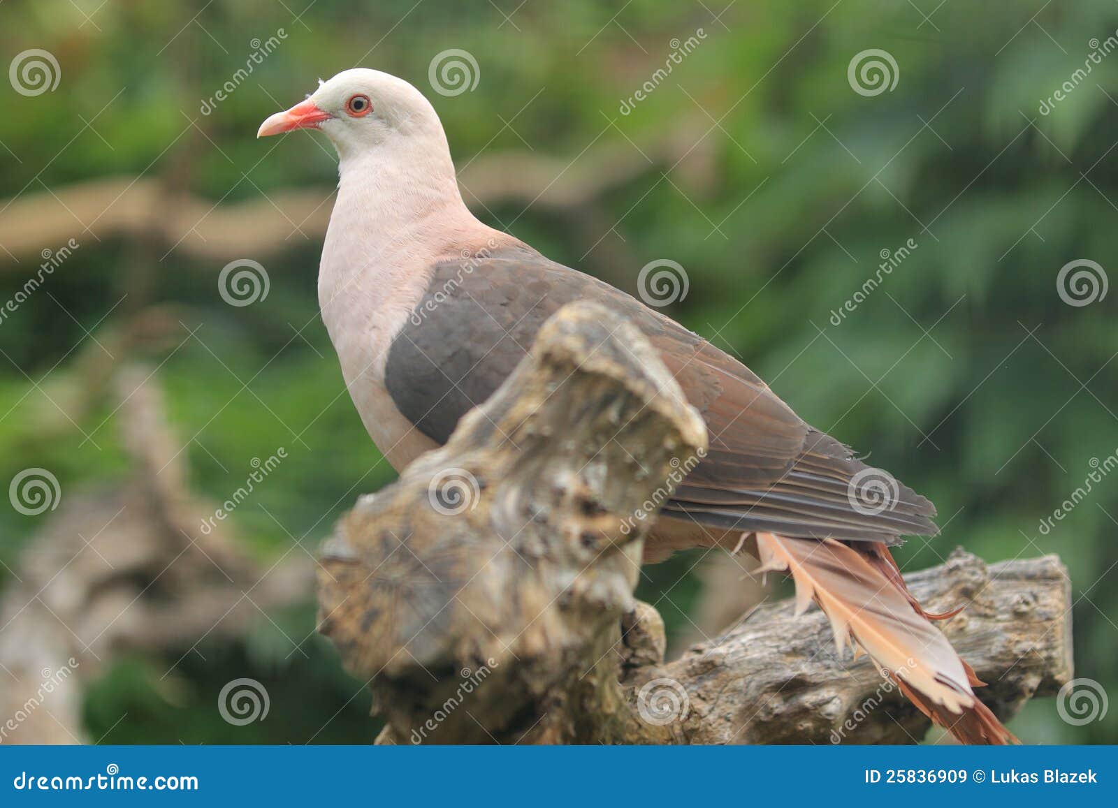 Pombo cor-de-rosa imagem de stock. Imagem de madeira - 25836909