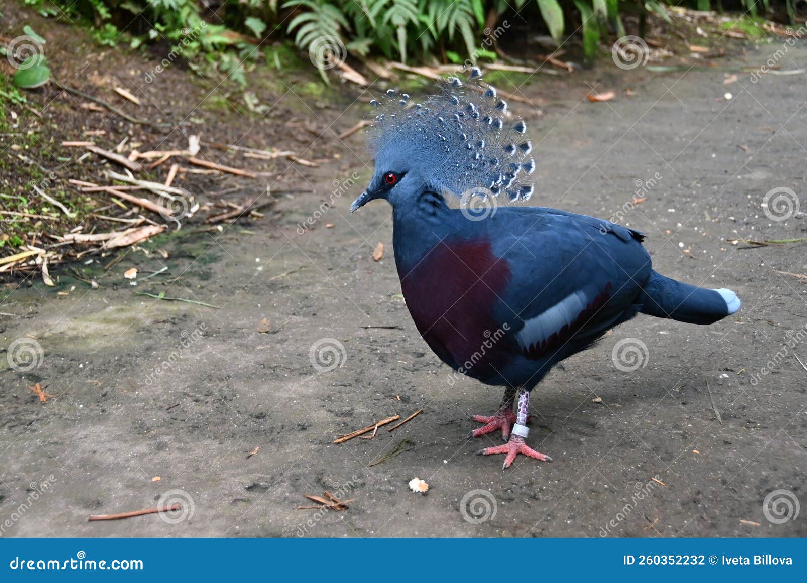 Pombo-coroa-coroa Com Uma Bela Crista Foto de Stock - Imagem de charles ...