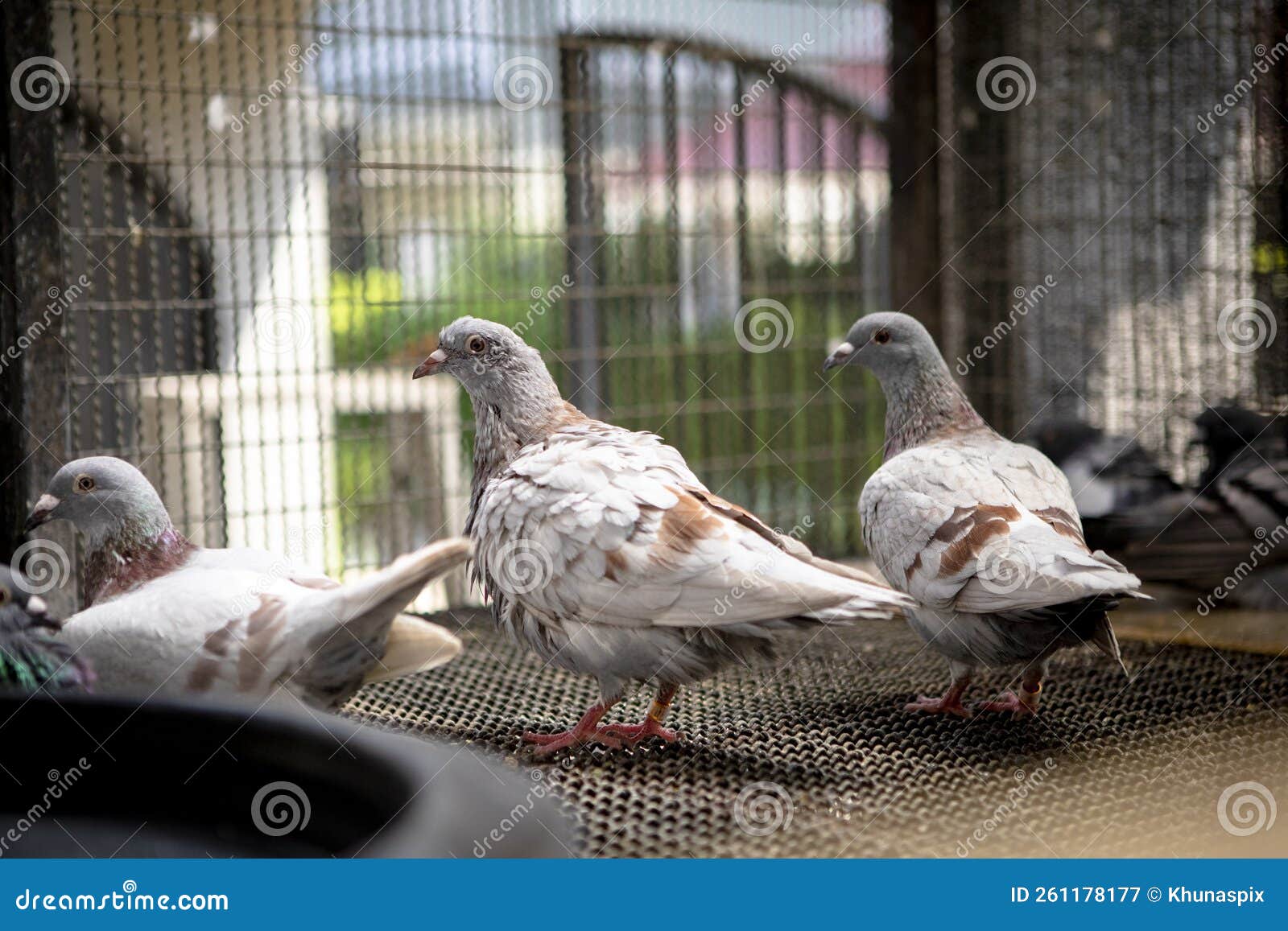 Pombo-pombo-pombo-correio a Cores-do-mato Imagem de Stock - Imagem de nave, nariz: 261178177