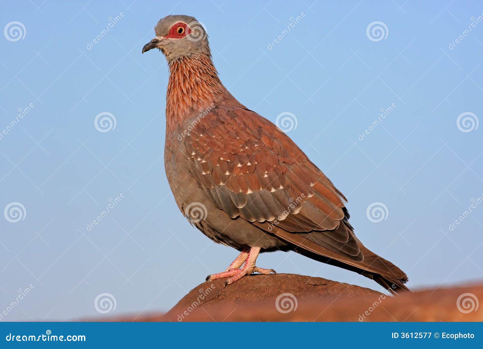 Pombo de rocha imagem de stock. Imagem de africano, vigia - 3612577