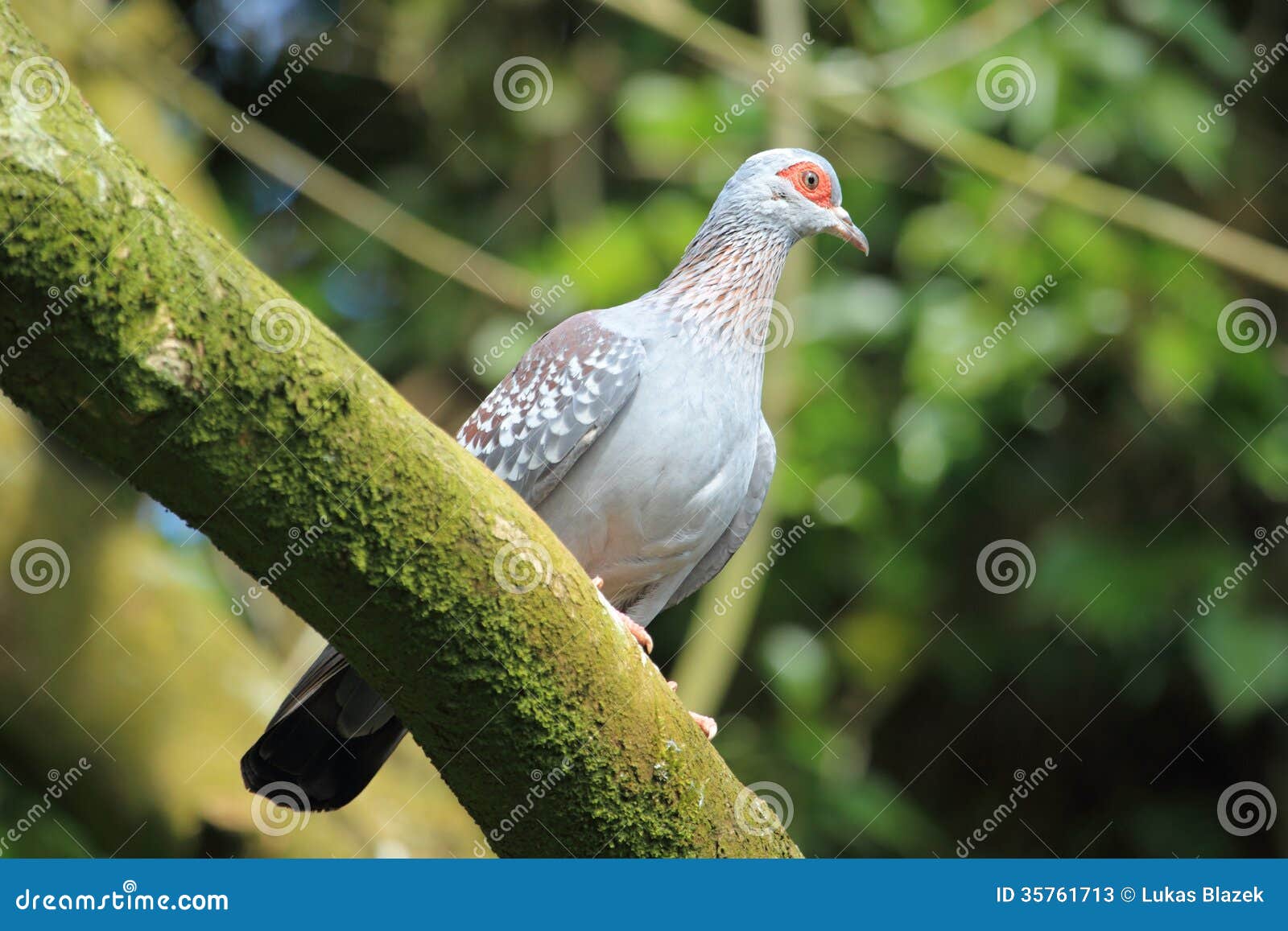 Pombo de rocha africano imagem de stock. Imagem de pombo - 35761713