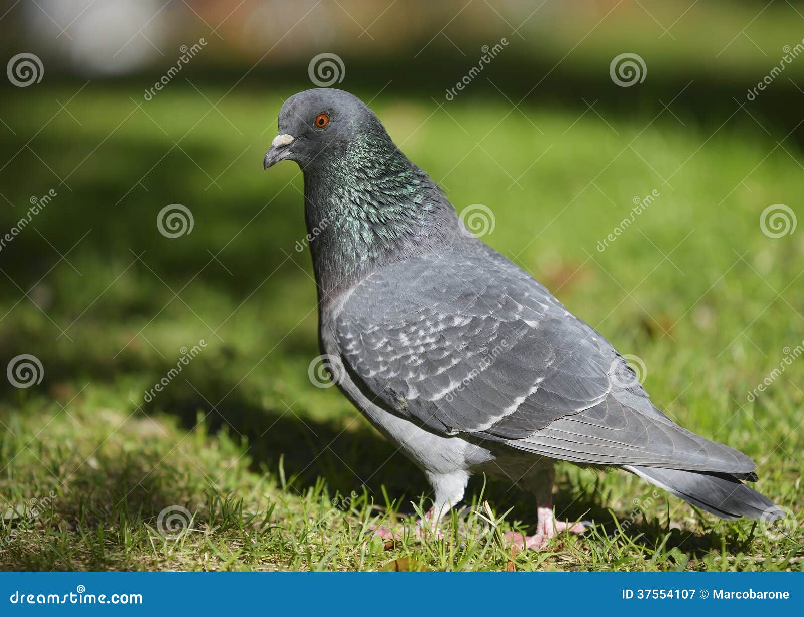 Pombo Feroz (Columba Livia) Imagem de Stock - Imagem de vertebrado ...