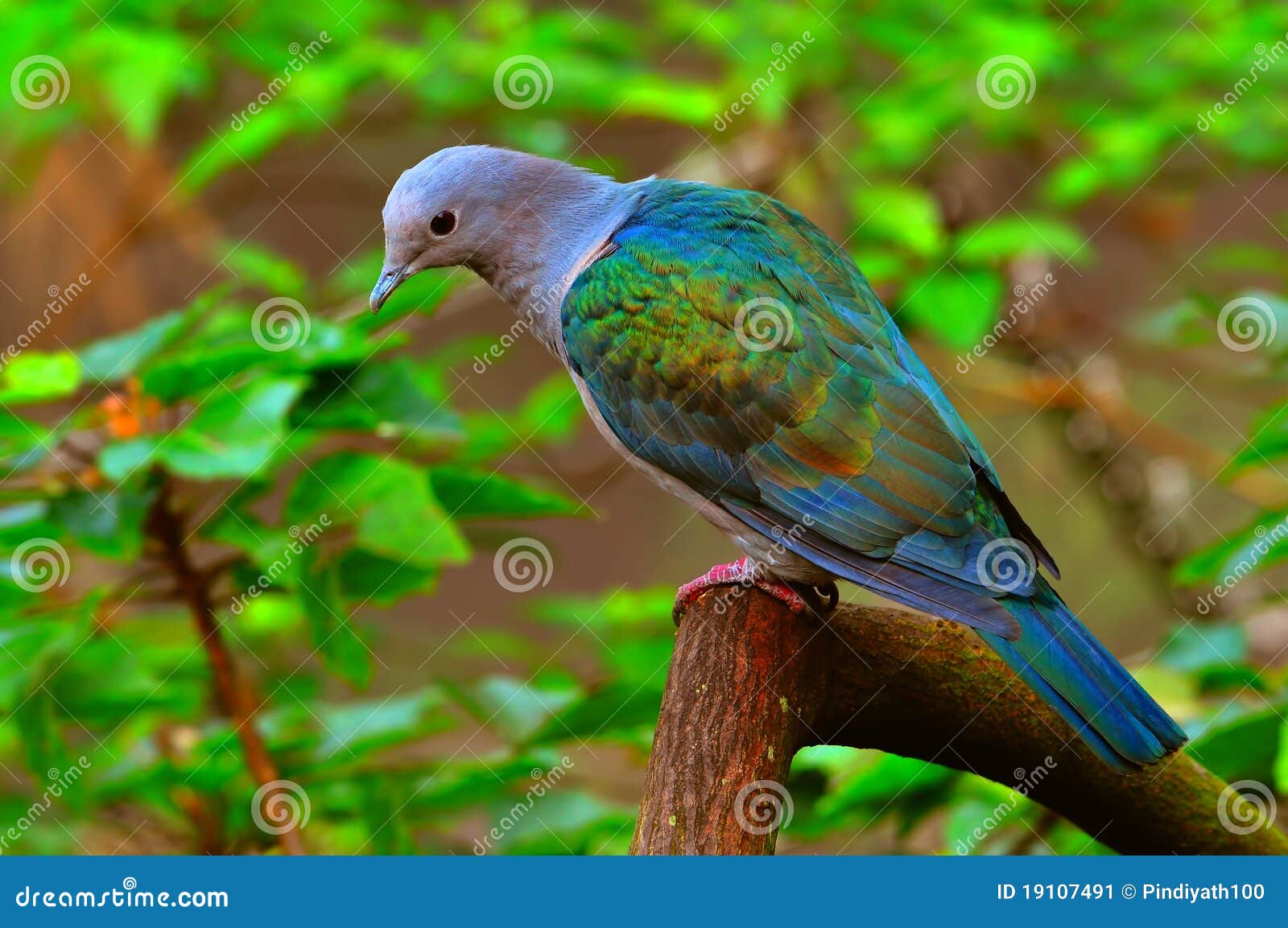 Pombo imperial verde imagem de stock. Imagem de pombo - 19107491