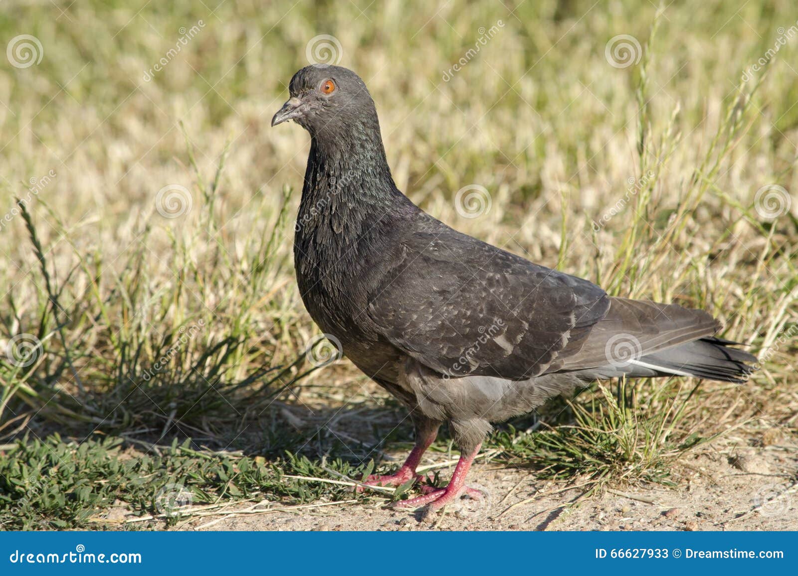 Pombo - O Pombo De Rocha Azul Imagem de Stock - Imagem de wildlife ...