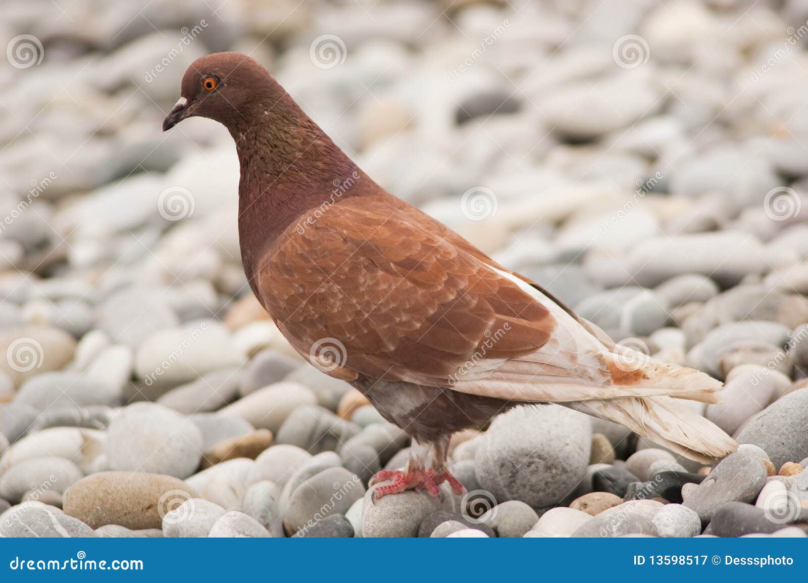 Pombo/pomba imagem de stock. Imagem de bico, pombo, praga - 13598517