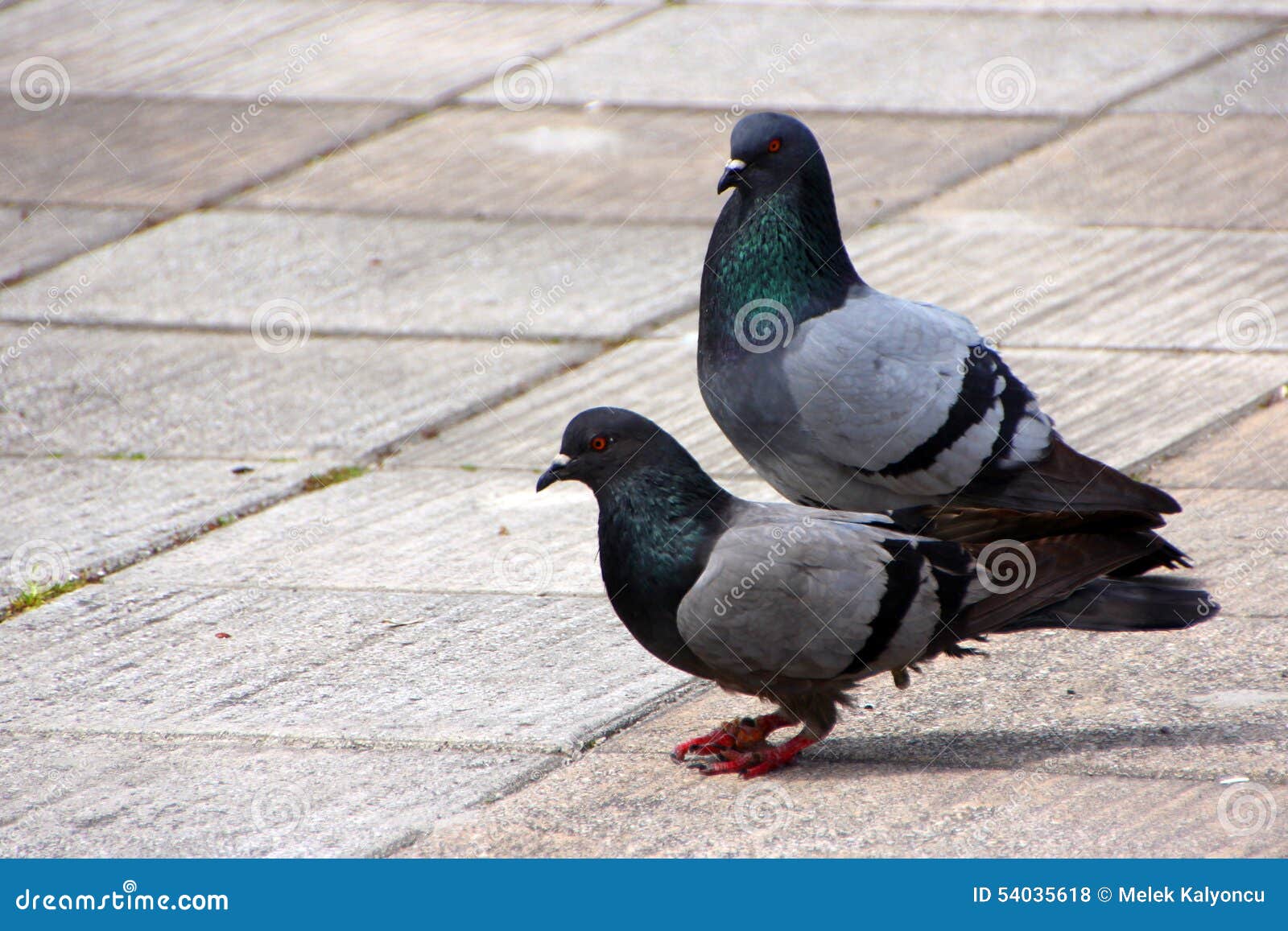 Pombo Pomba-colorido, Pombos Foto de Stock - Imagem de calma, penas ...