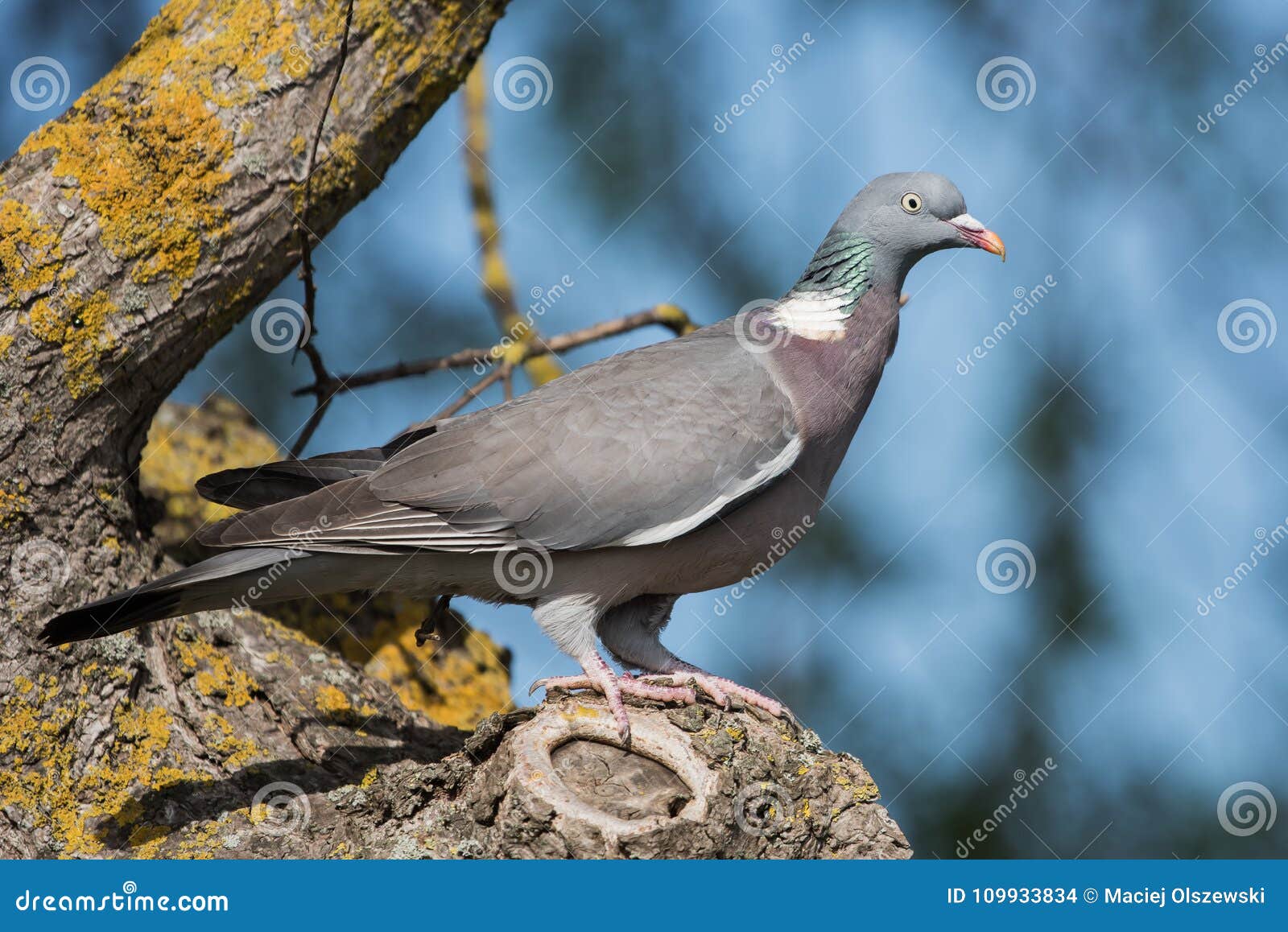 Pombo Torcaz Comum, Pombo Torcaz, Palumbus Do Columba Foto de Stock ...