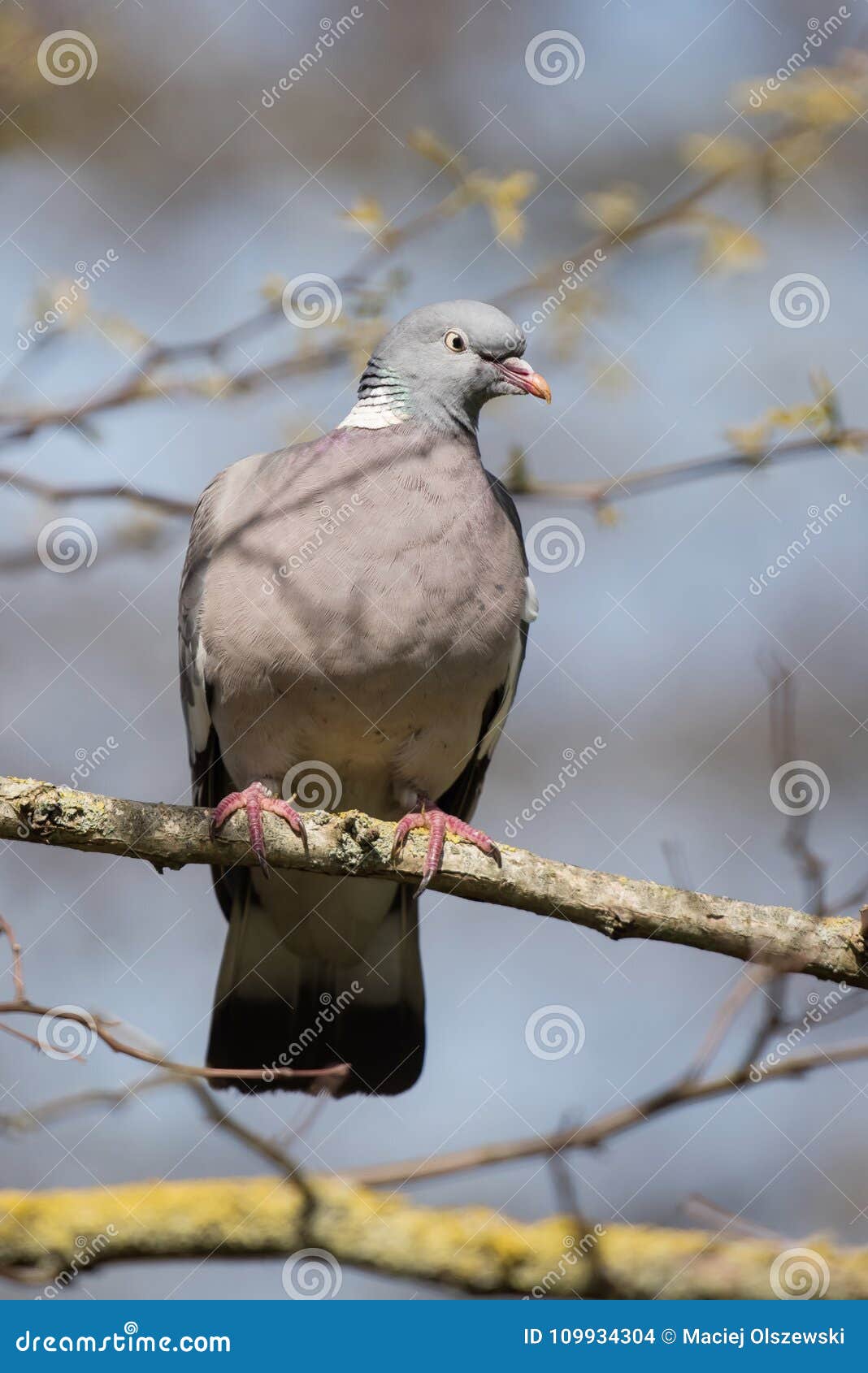 Pombo Torcaz Comum, Pombo Torcaz, Palumbus Do Columba Foto de Stock ...