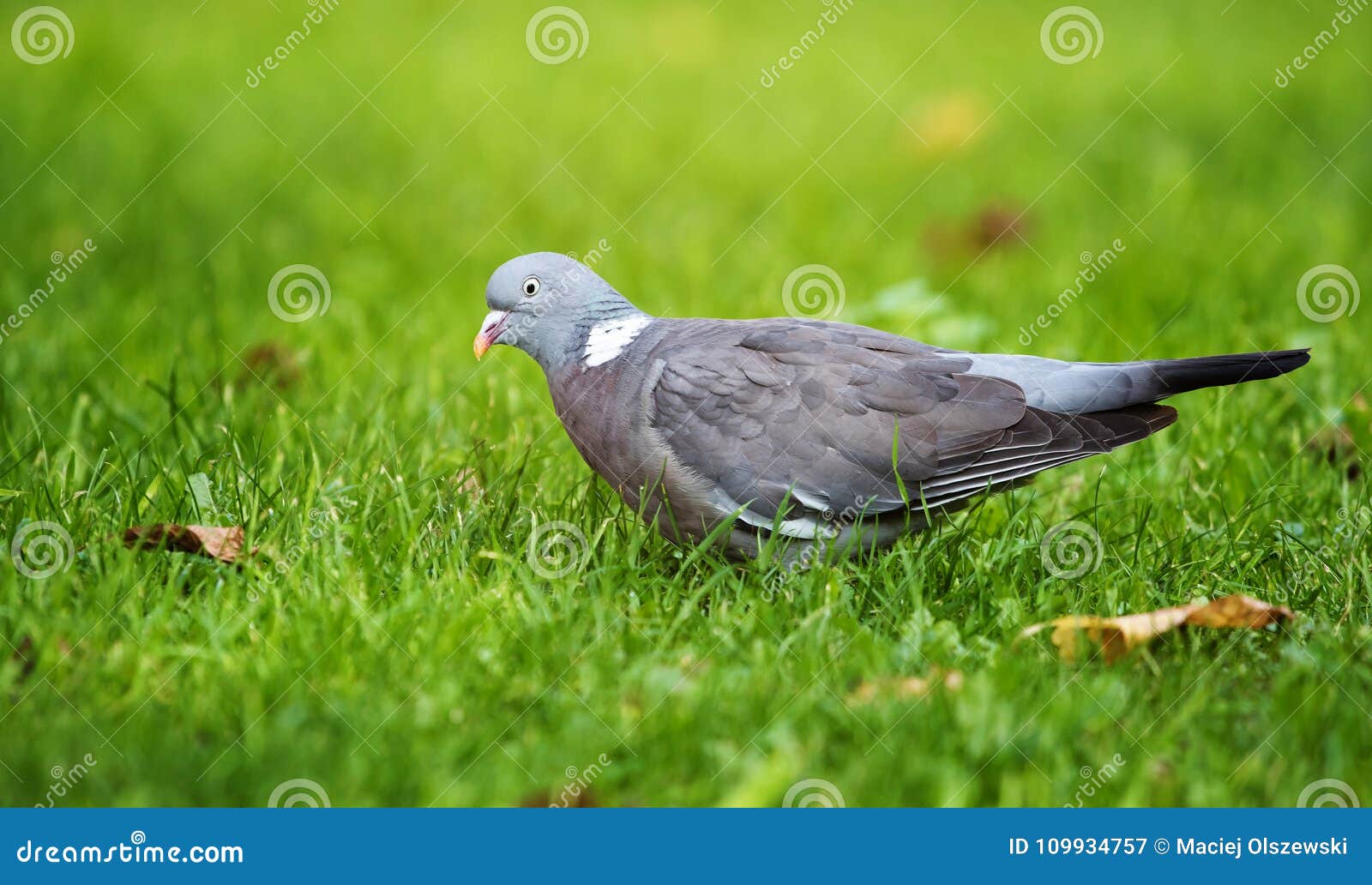 Pombo Torcaz Comum, Pombo Torcaz, Palumbus Do Columba Imagem de Stock ...