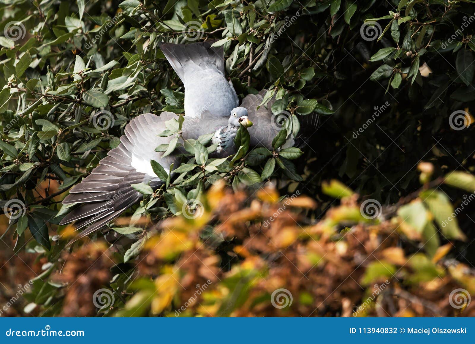 Pombo Torcaz Comum, Pombo Torcaz, Palumbus Do Columba Foto de Stock ...