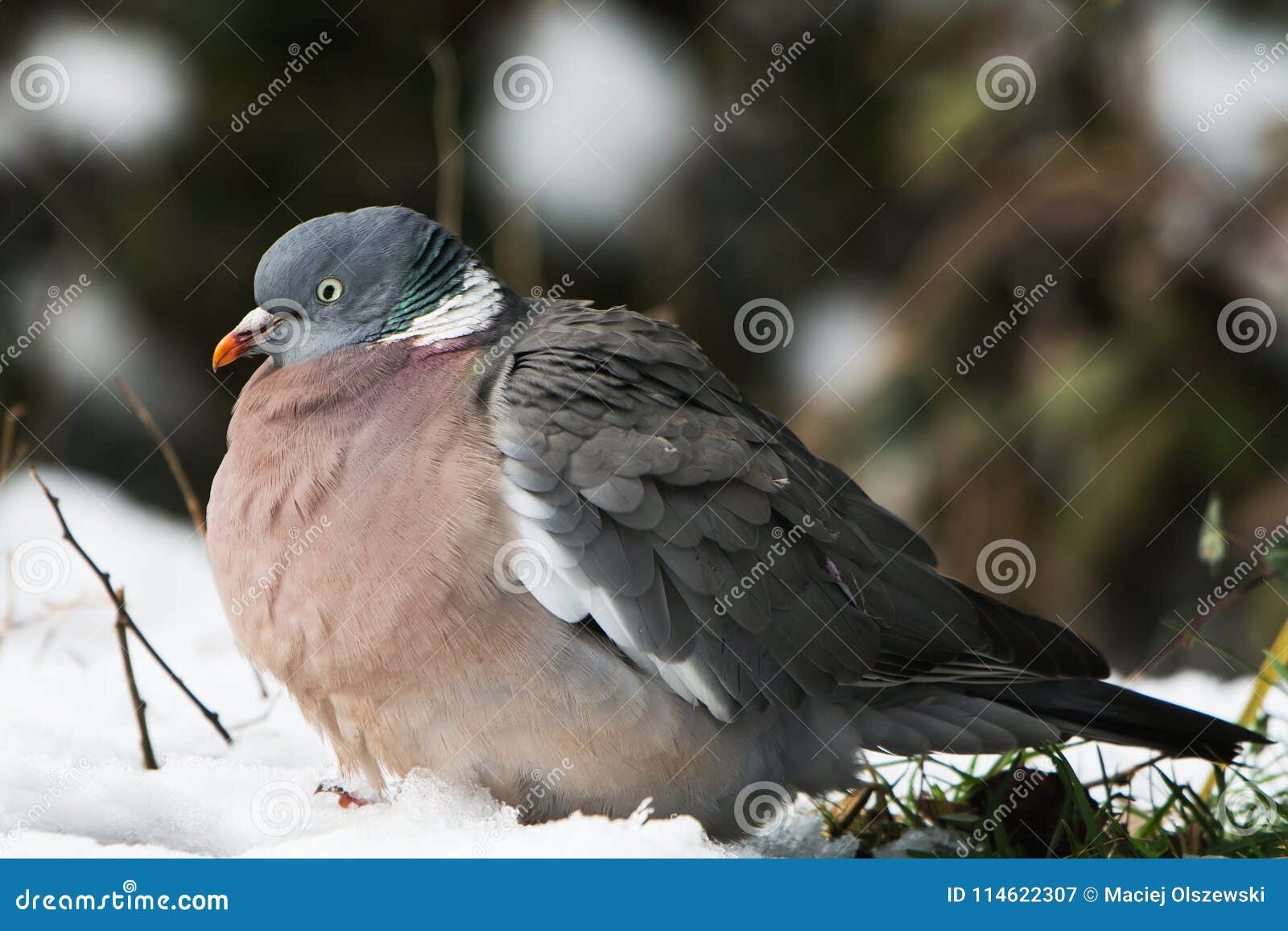 Pombo Torcaz Comum, Pombo Torcaz, Palumbus Do Columba Imagem de Stock ...