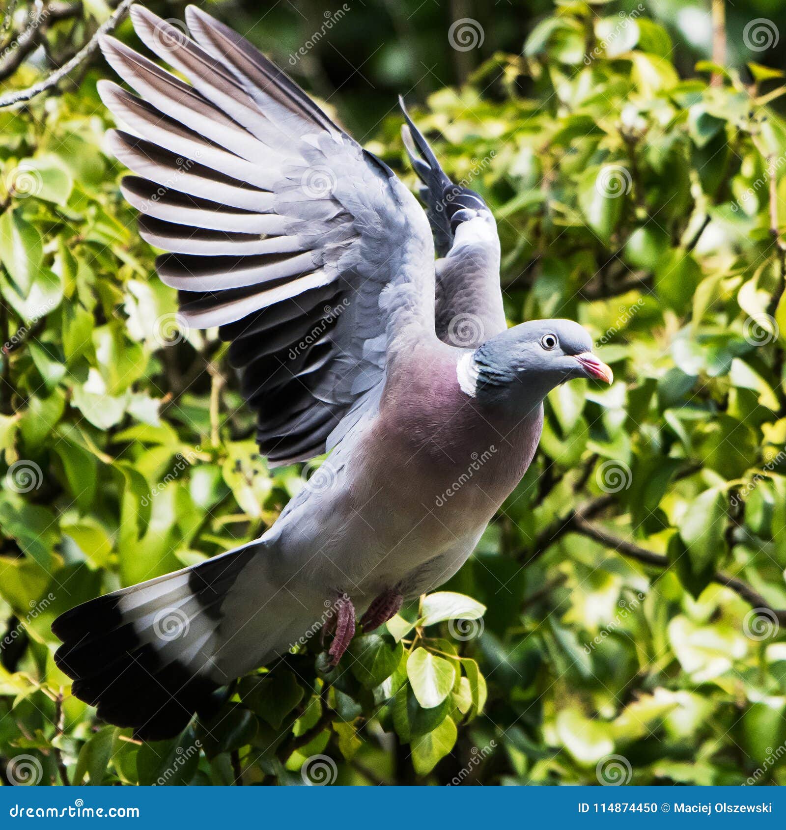 Pombo Torcaz Comum, Pombo Torcaz, Palumbus Do Columba Foto de Stock ...