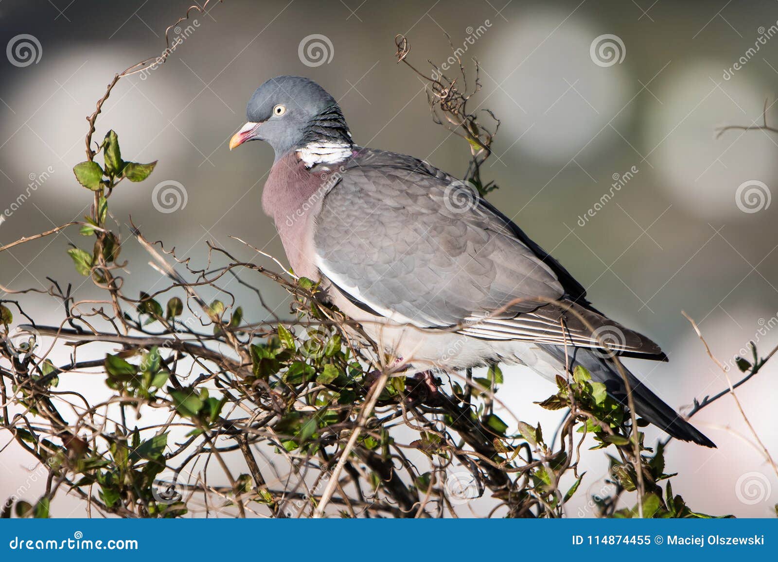 Pombo Torcaz Comum, Pombo Torcaz, Palumbus Do Columba Imagem de Stock ...