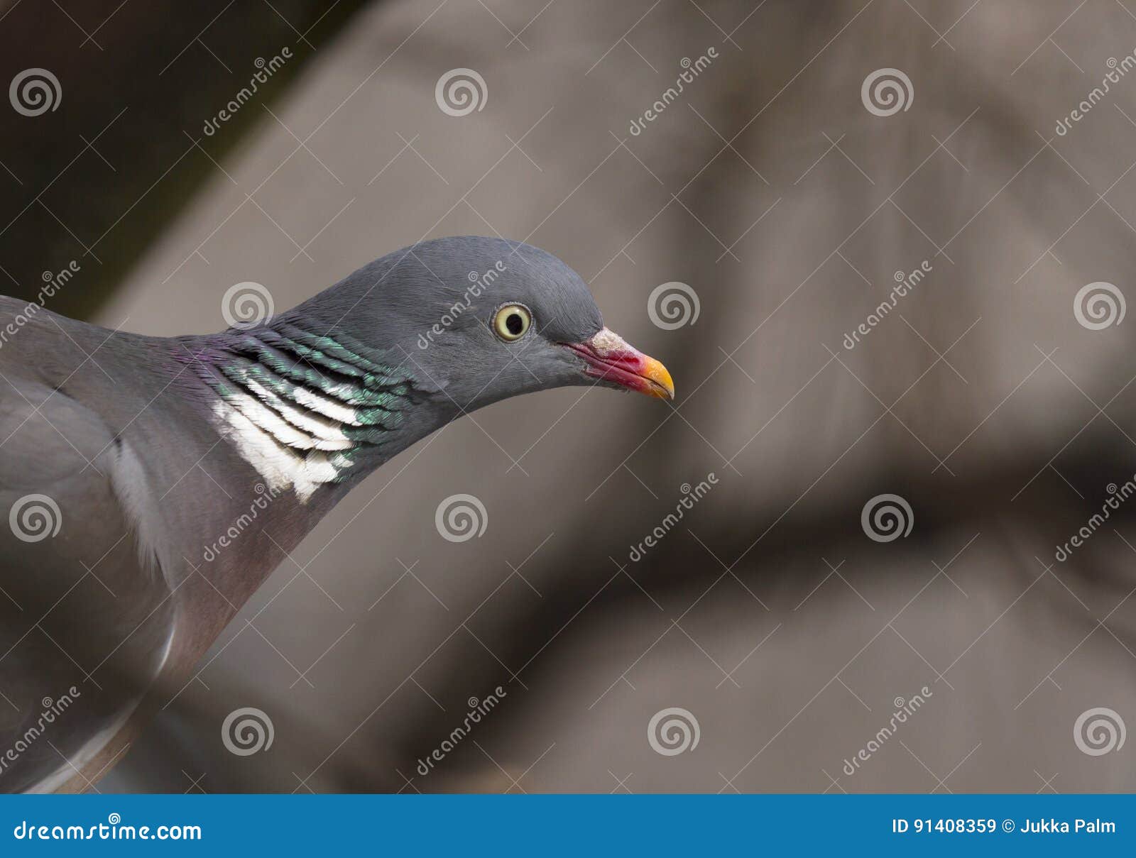 Pombo Torcaz Comum, Palumbus Do Columba Imagem de Stock - Imagem de ...