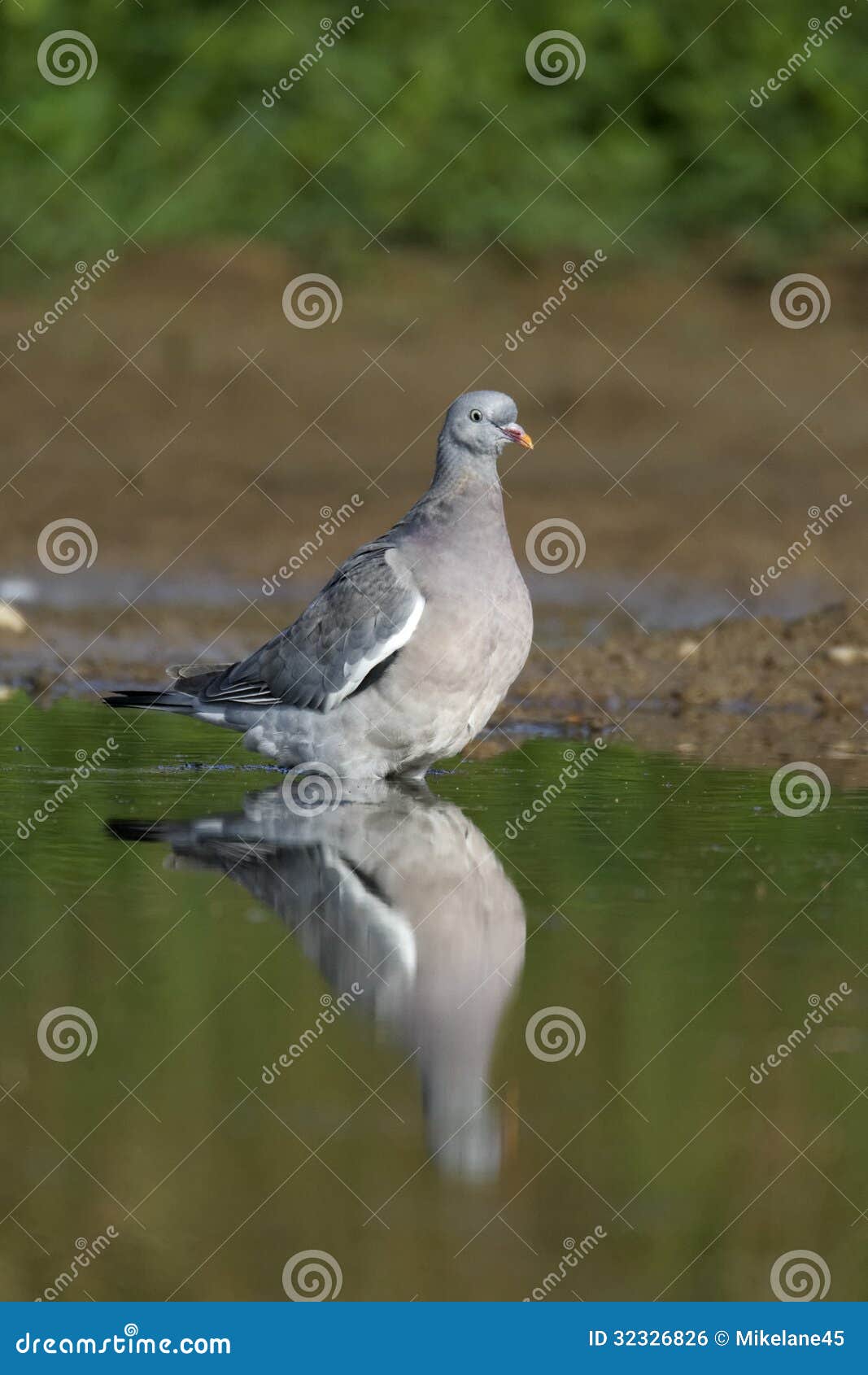 Pombo Torcaz, Palumbus Do Columba Foto de Stock - Imagem de bebida ...