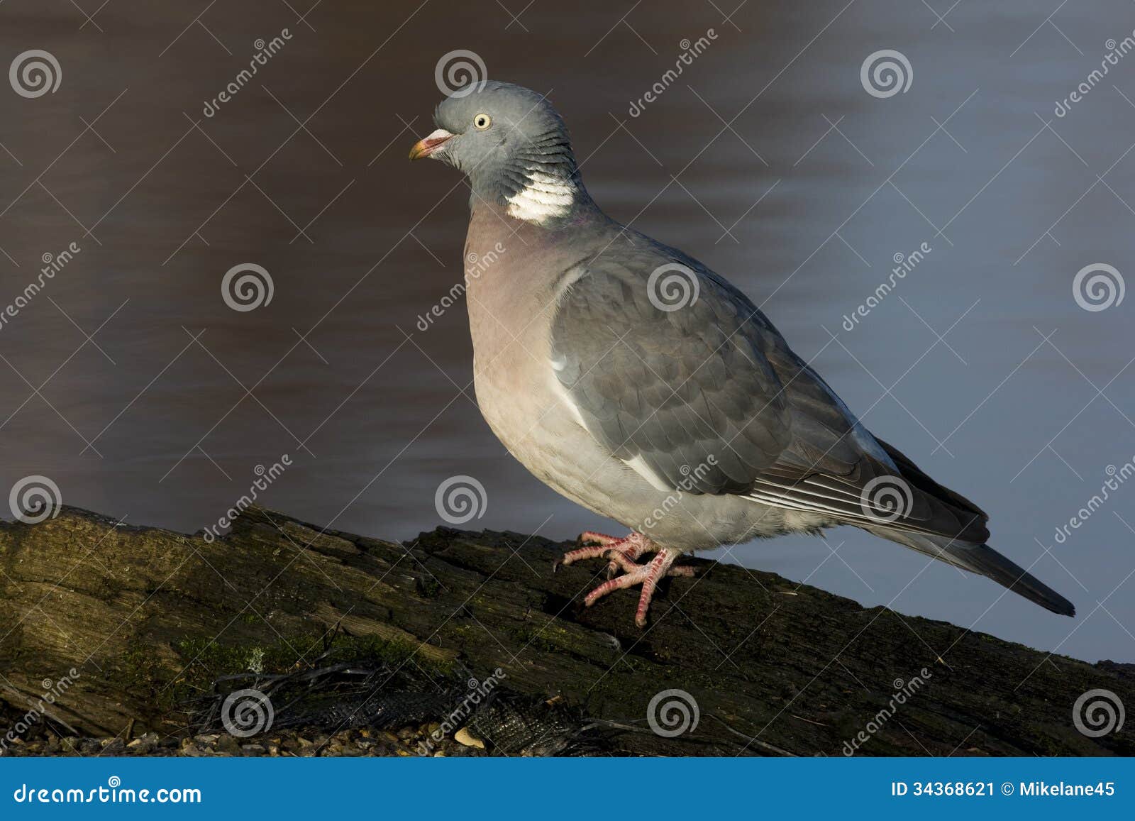 Pombo Torcaz; Palumbus Do Columba Imagem de Stock - Imagem de madeira ...