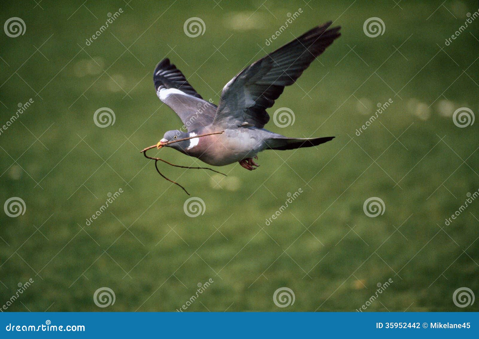 Pombo Torcaz, Palumbus Do Columba Foto de Stock - Imagem de britânico ...